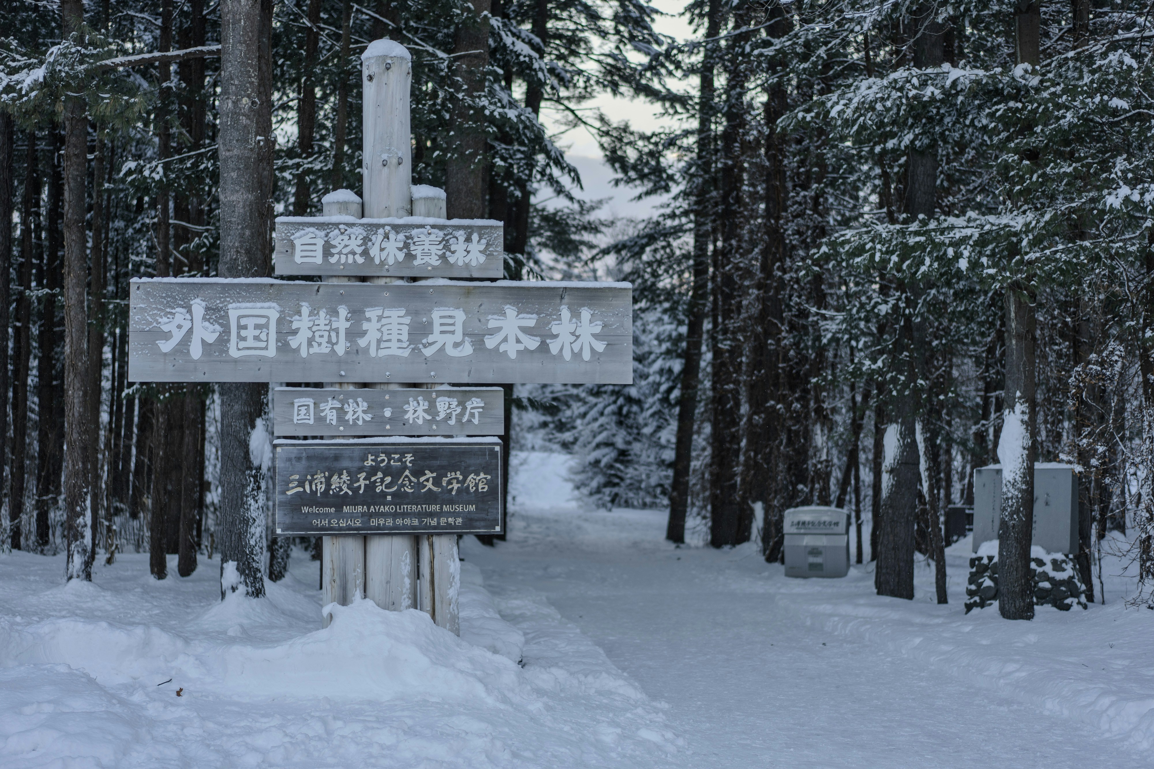 Snowbound Signpost in a Quiet Forest