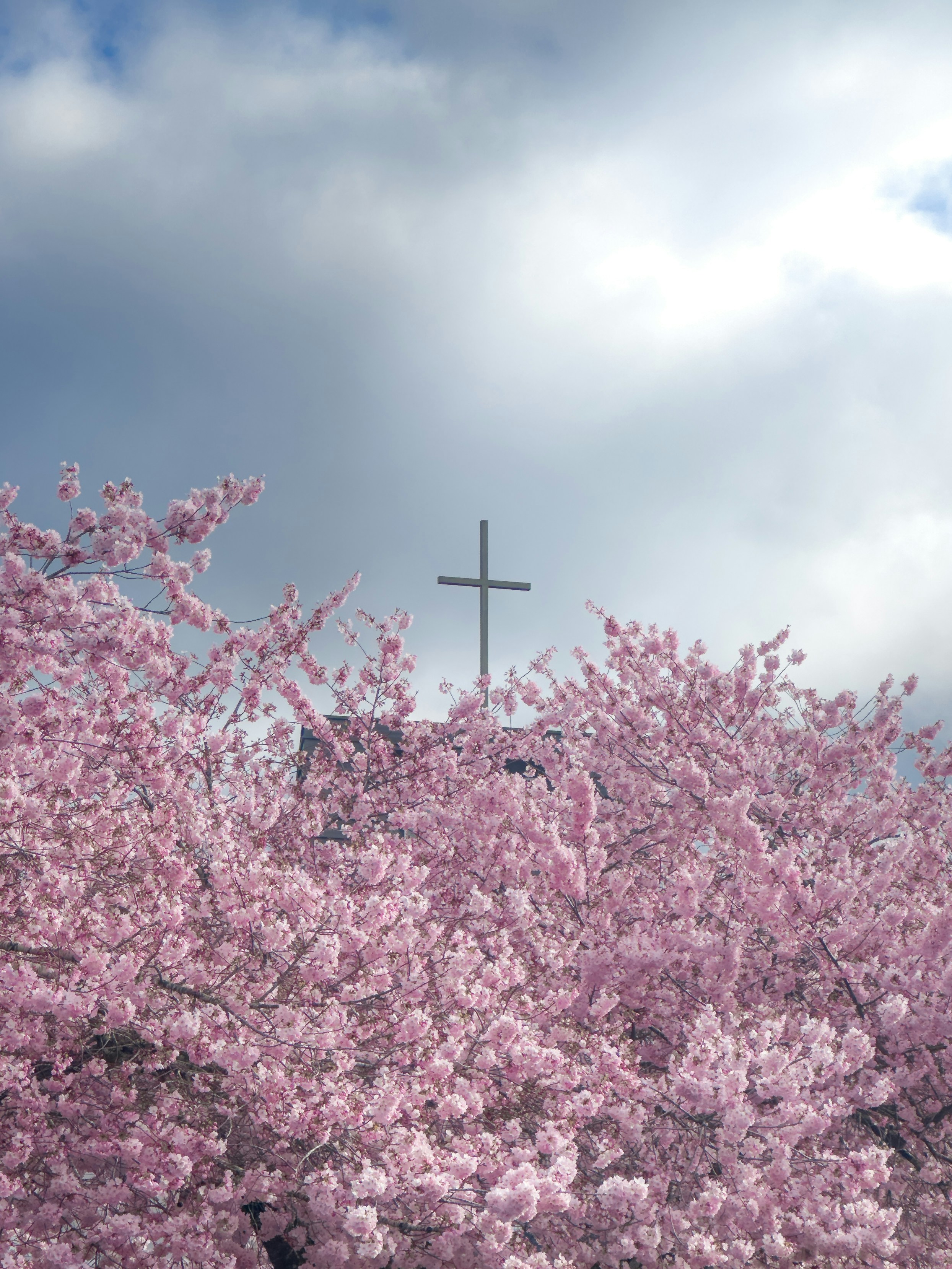 Crossing Bloom: Cherry Clouds Framing a Silent Spire