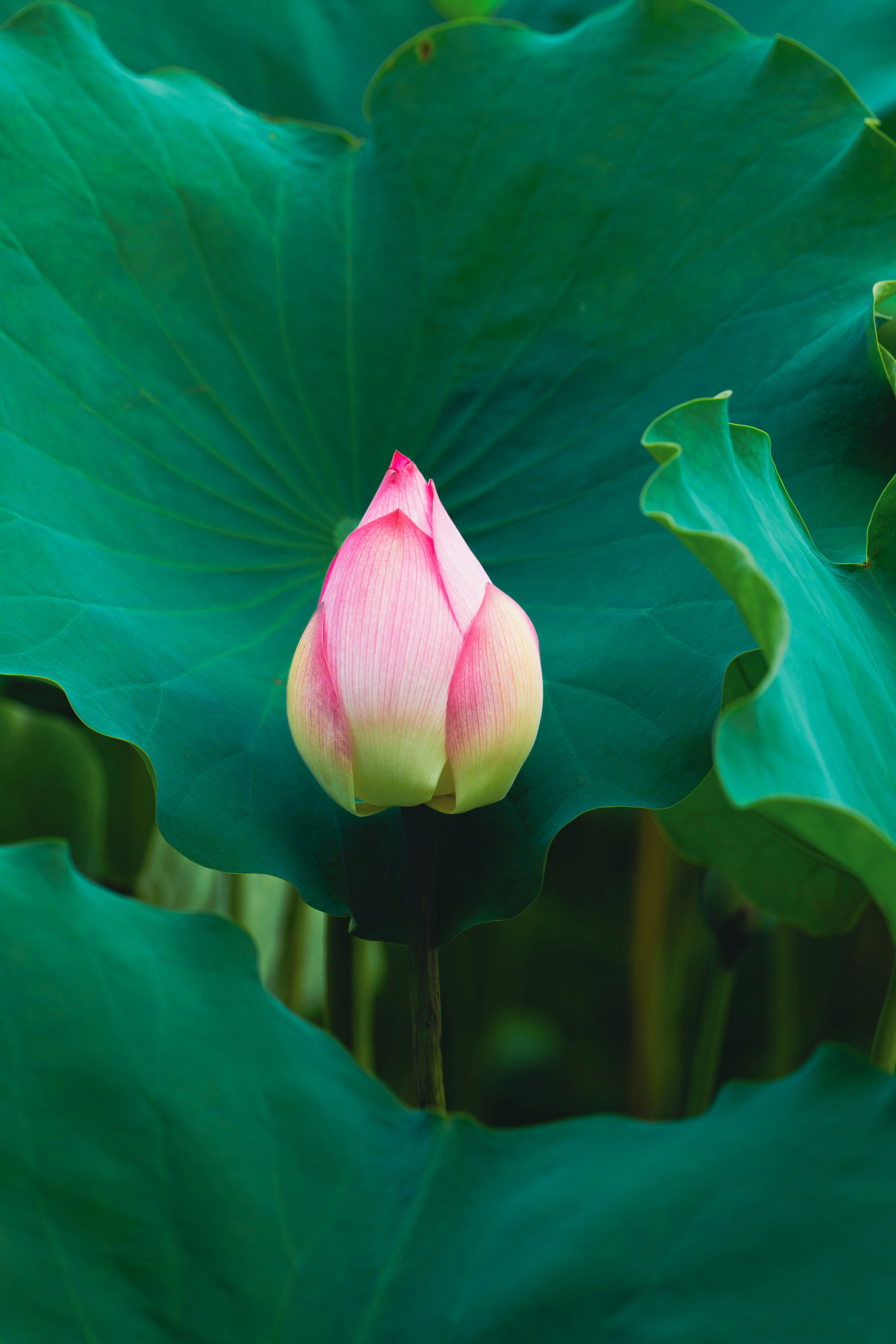 Pink Lotus Bud Nestled Among Broad Green Leaves