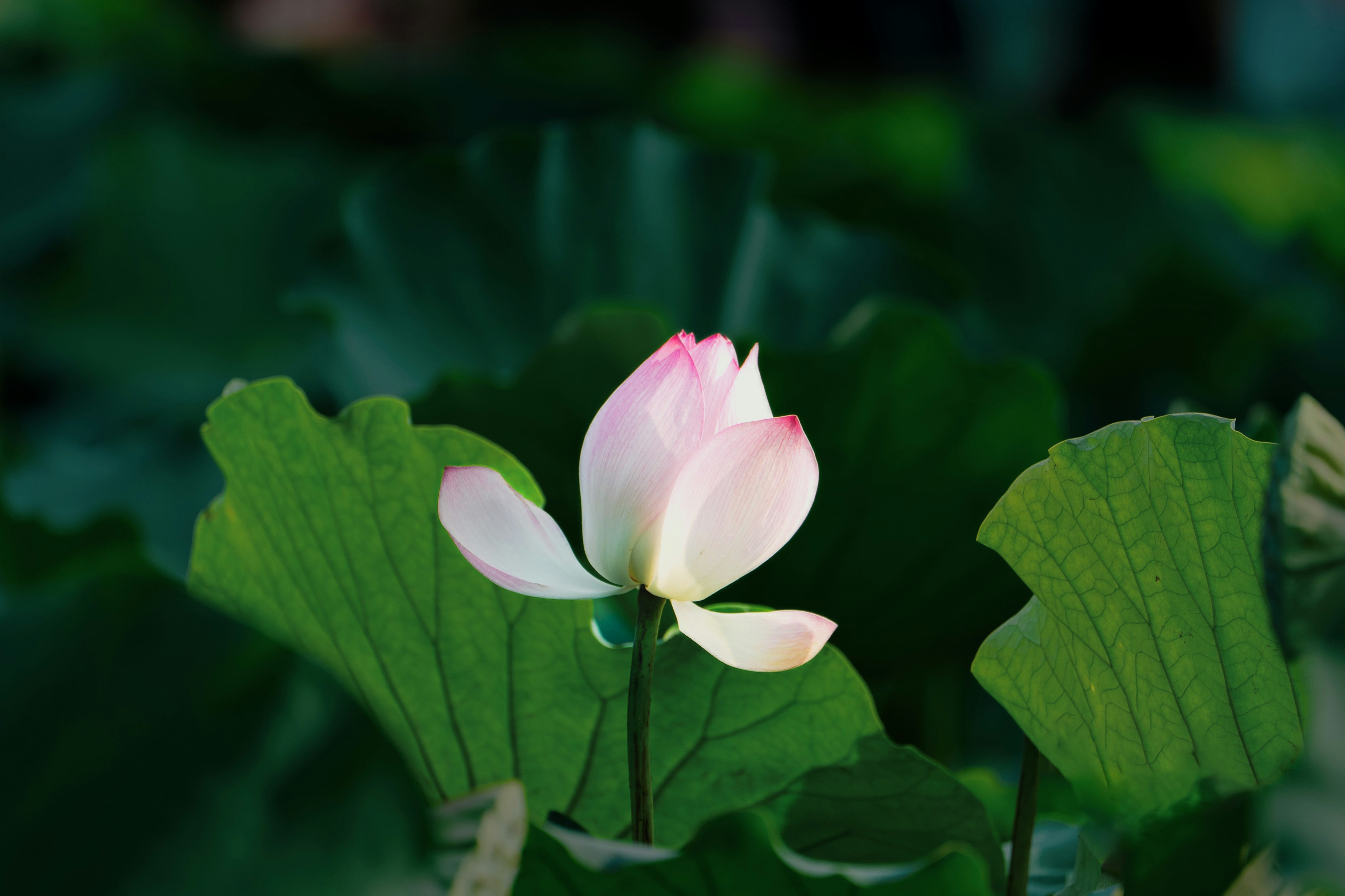 Pink-tinged Lotus Among Broad Green Leaves