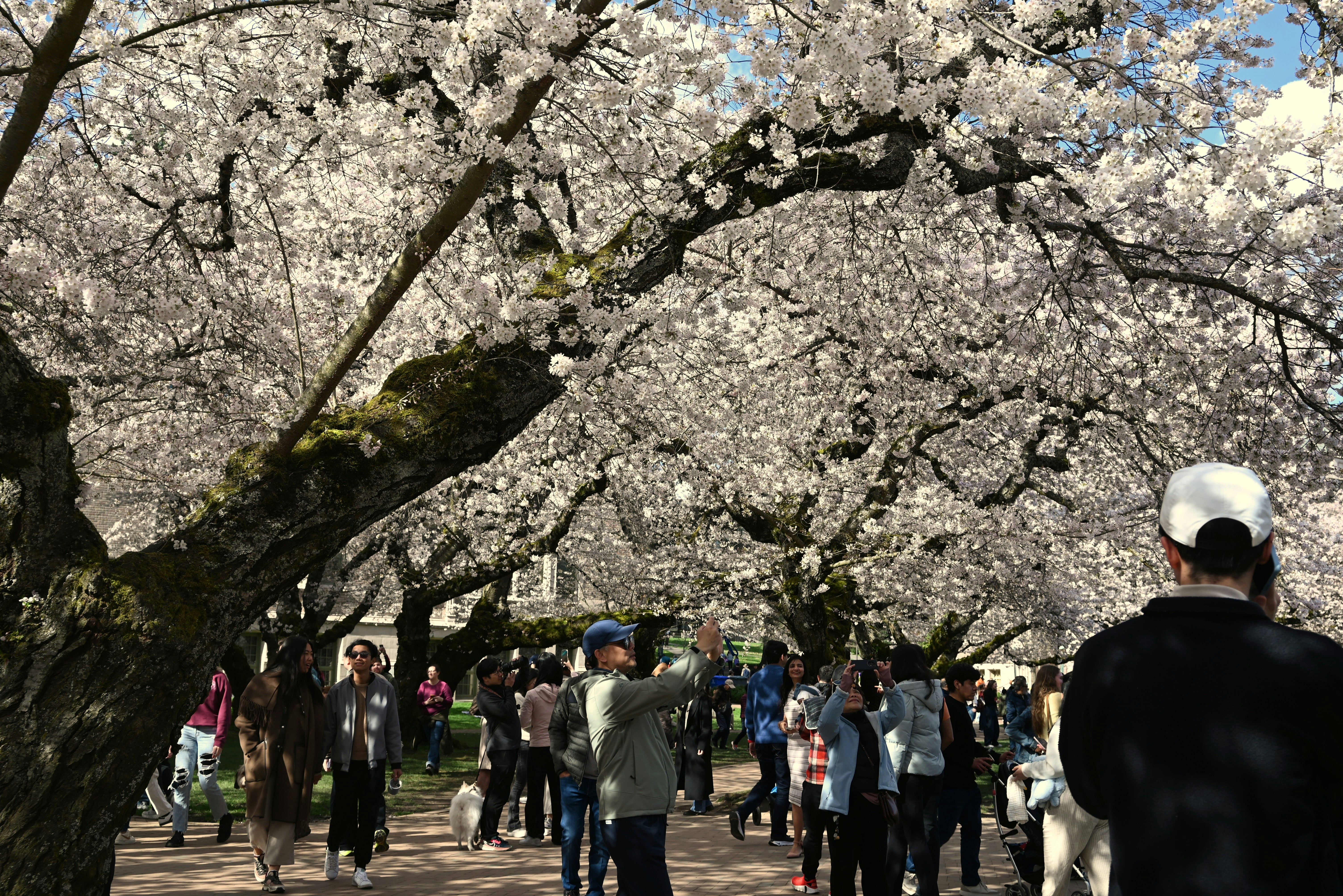 Cherry Blossom Gallery: A Crowd Beneath Blooming Canopies