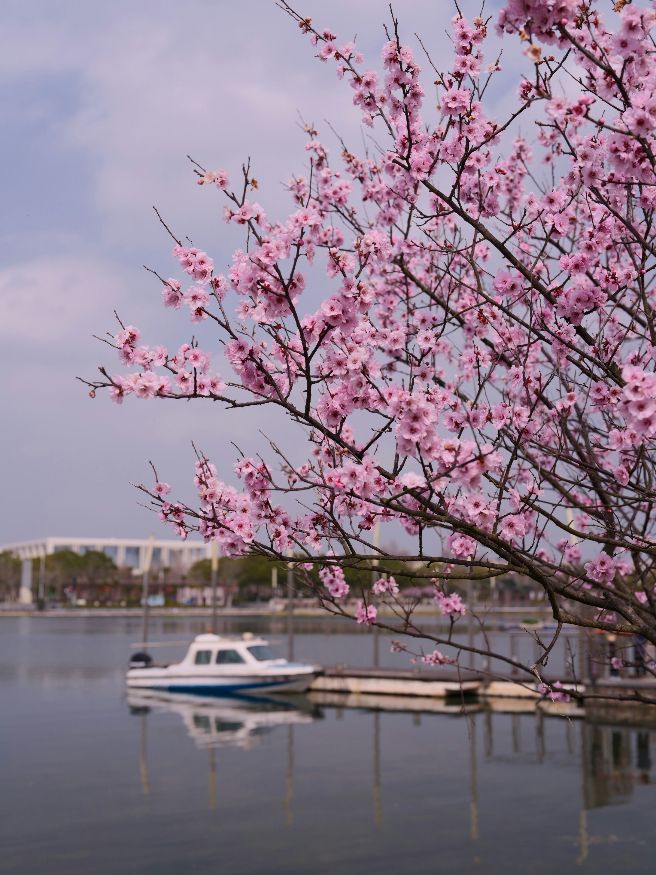 Blush Petals by the Waterfront