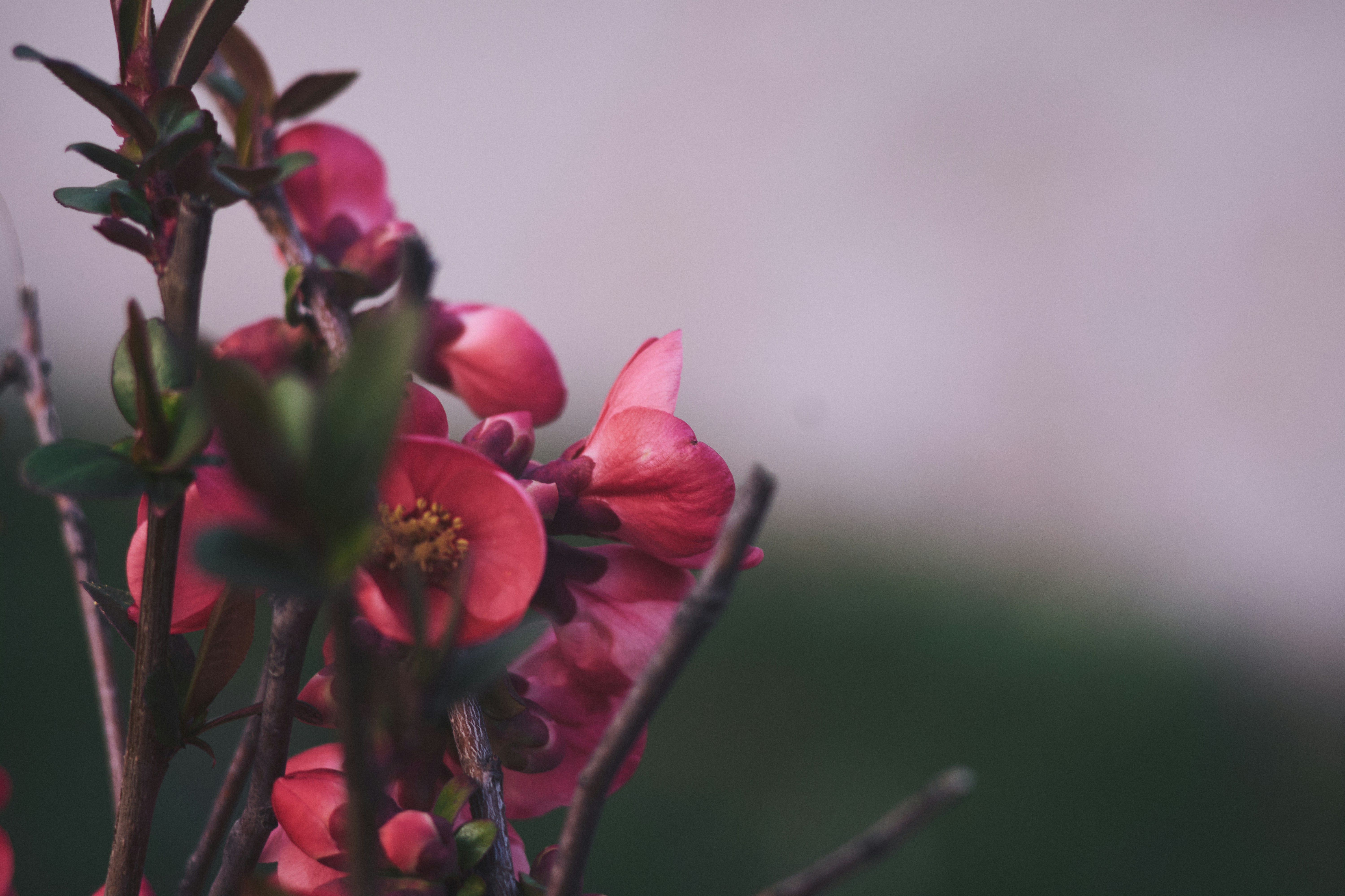 Pink blossoms in soft focus: a lone branch in bloom