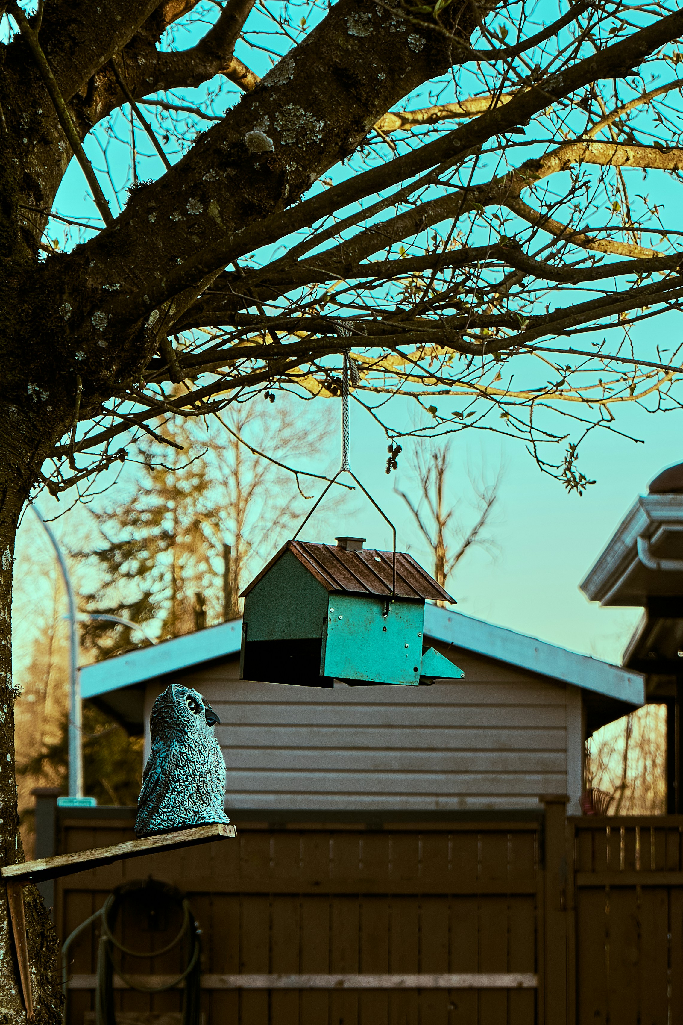 Birdhouse Vigil: A blue-roofed feeder under a wrapping branch