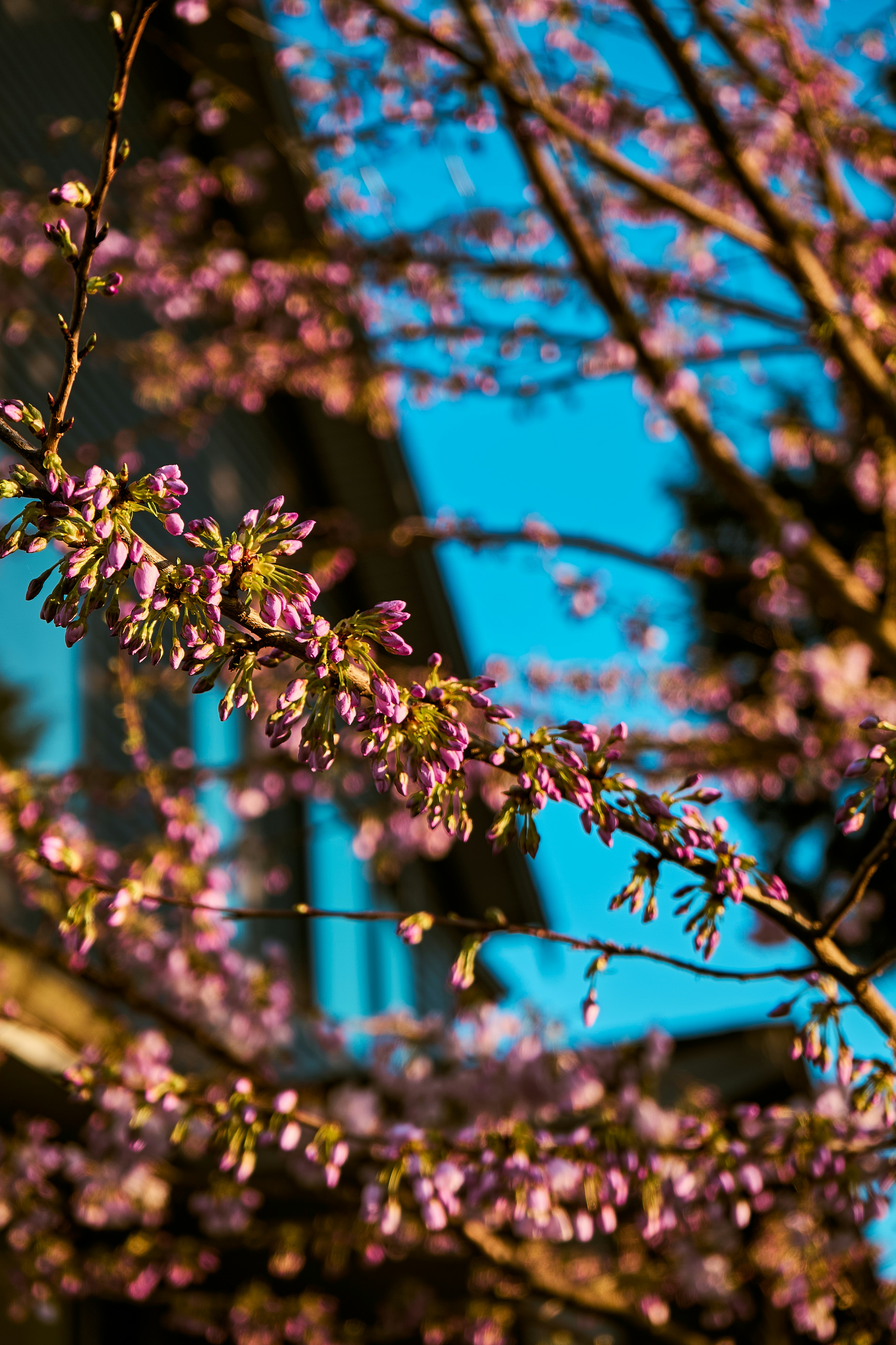 Blossoms in the Blue Window