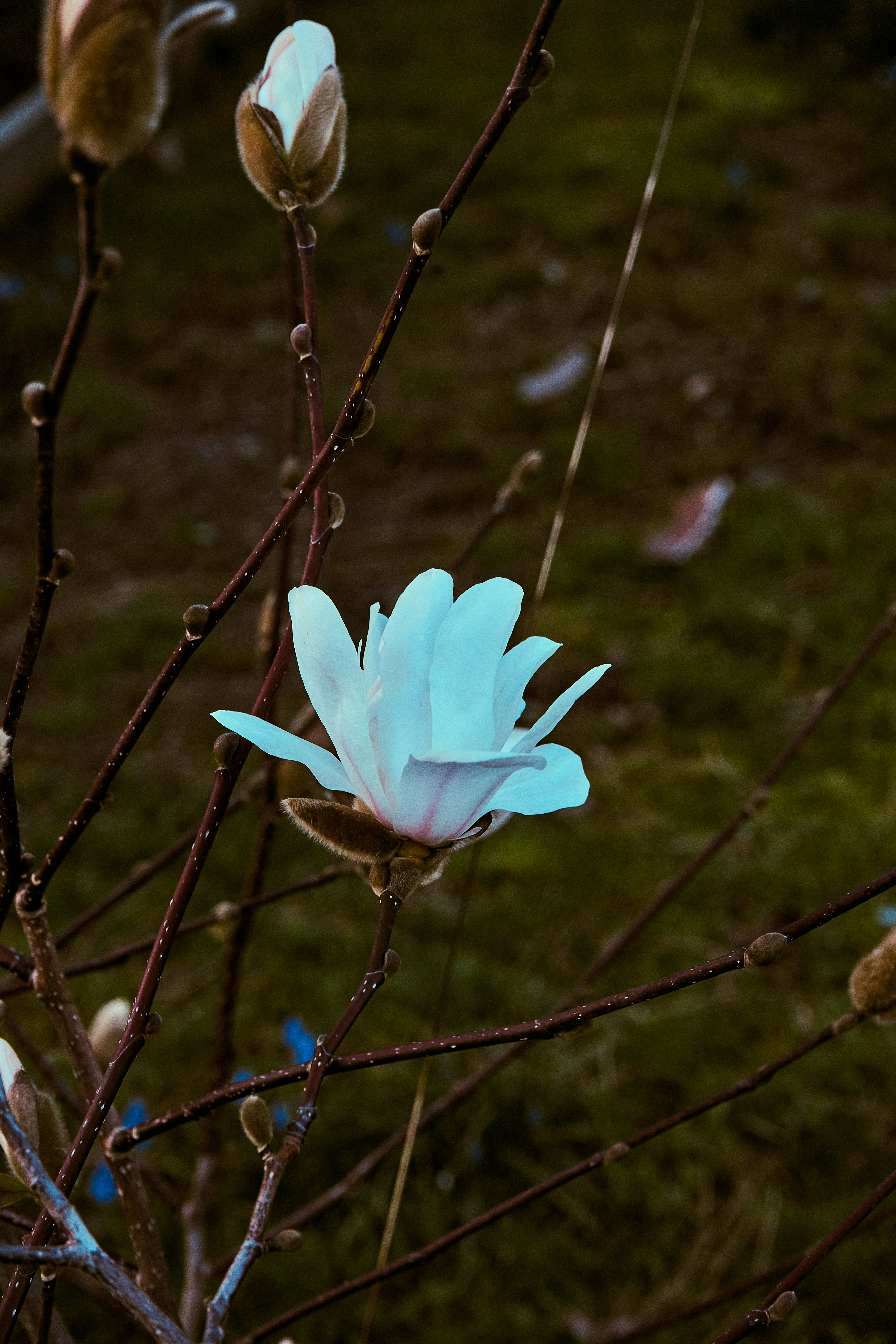 Azure Magnolia Blossom Quietly Opens on a Dew-kissed Branch