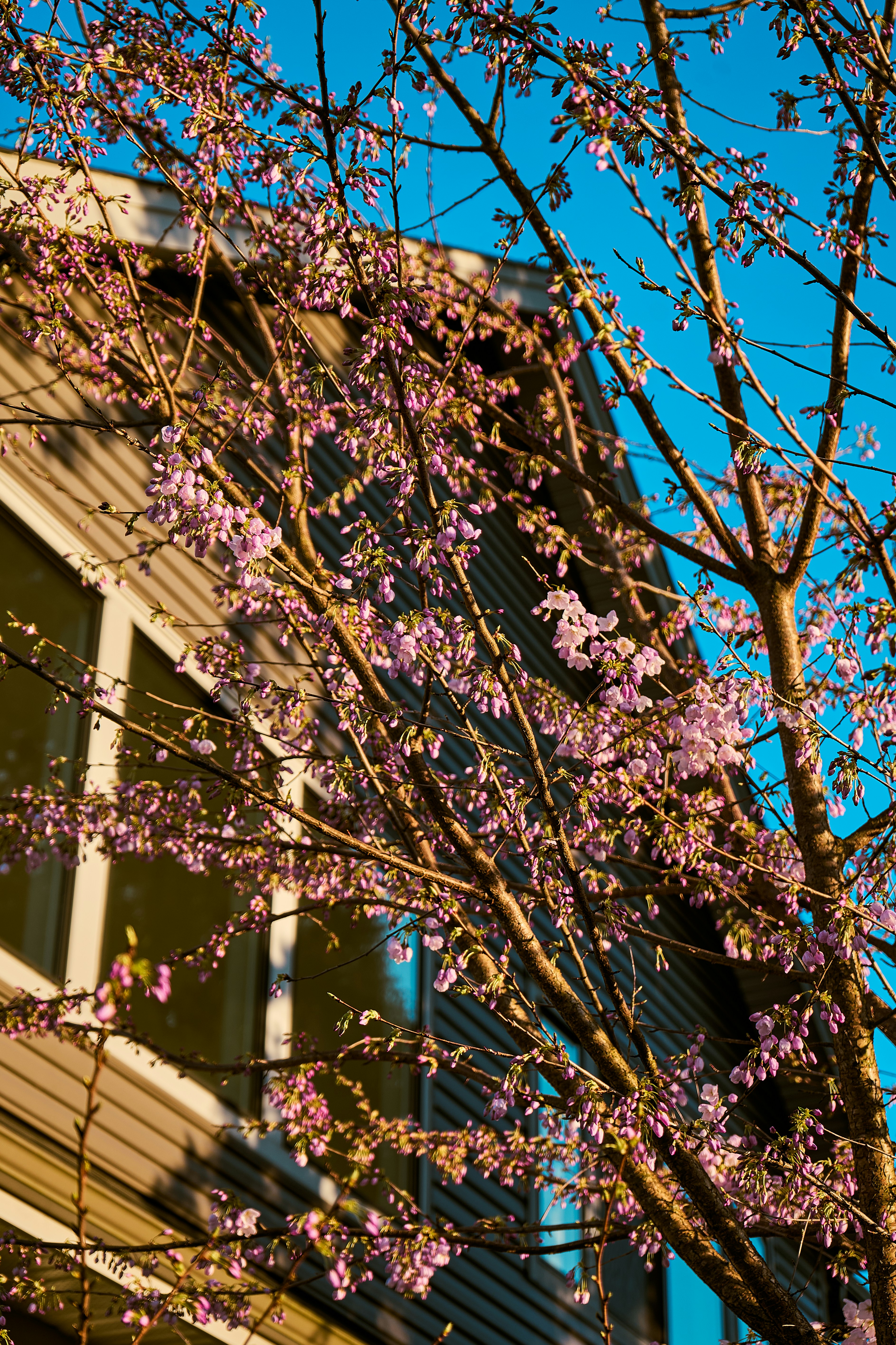 Blossoms in Focus: Peach-pink petals Framing a Modern Facade