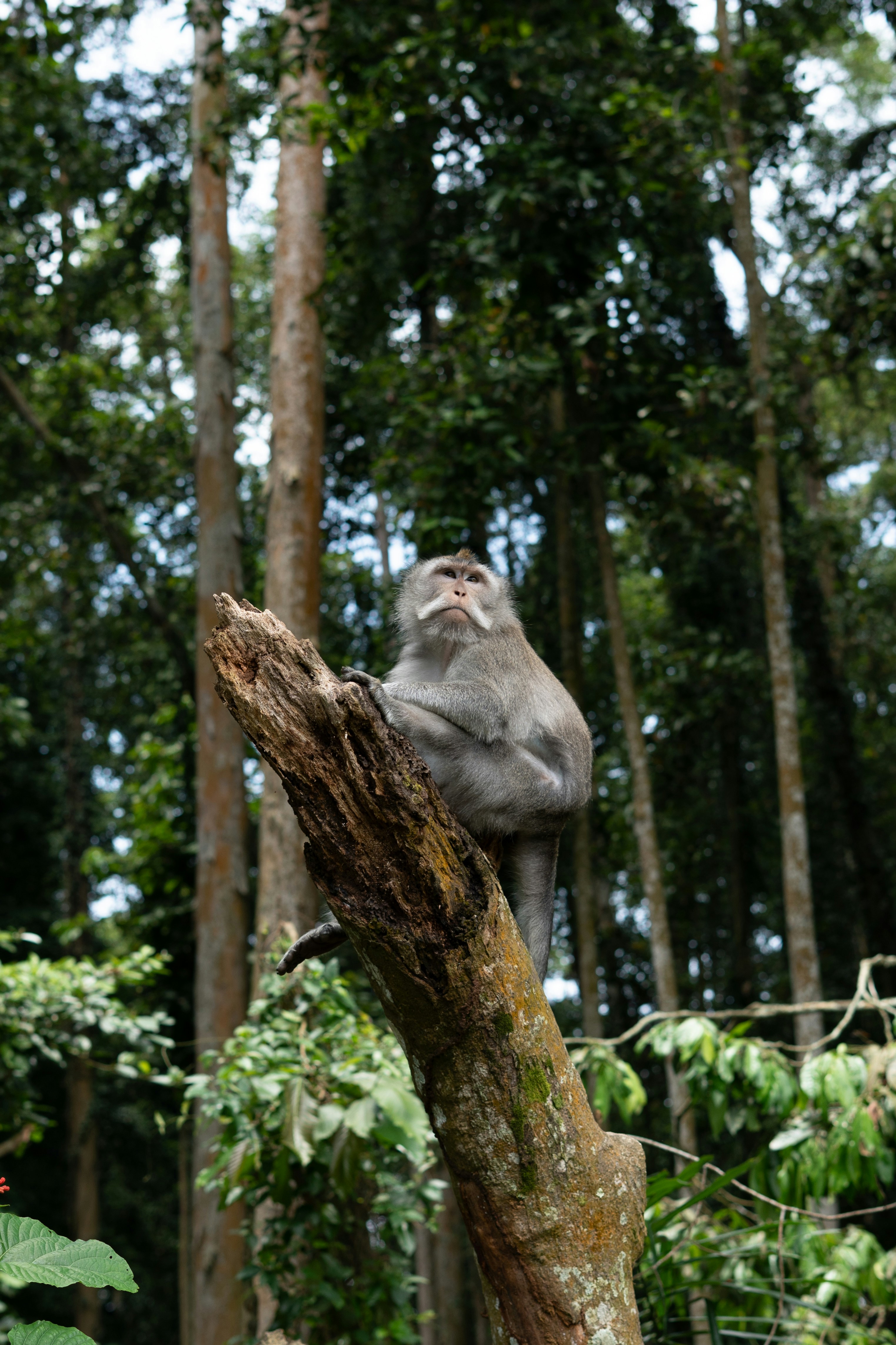Monk on a Mossy Bough: A Primate Amid Tall Pines