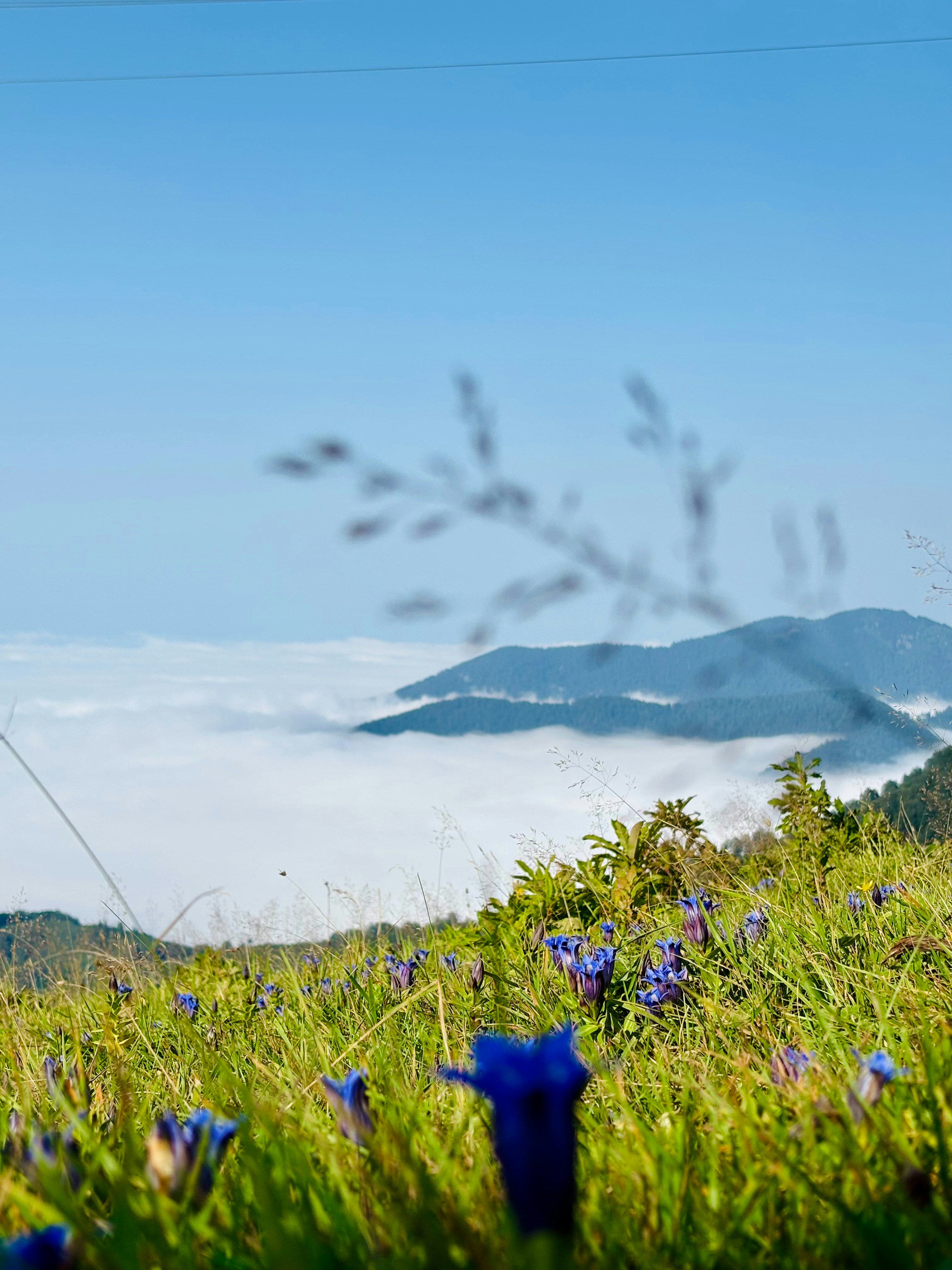 Bluebell Horizon: A Quiet Meadow Over Misty Peaks