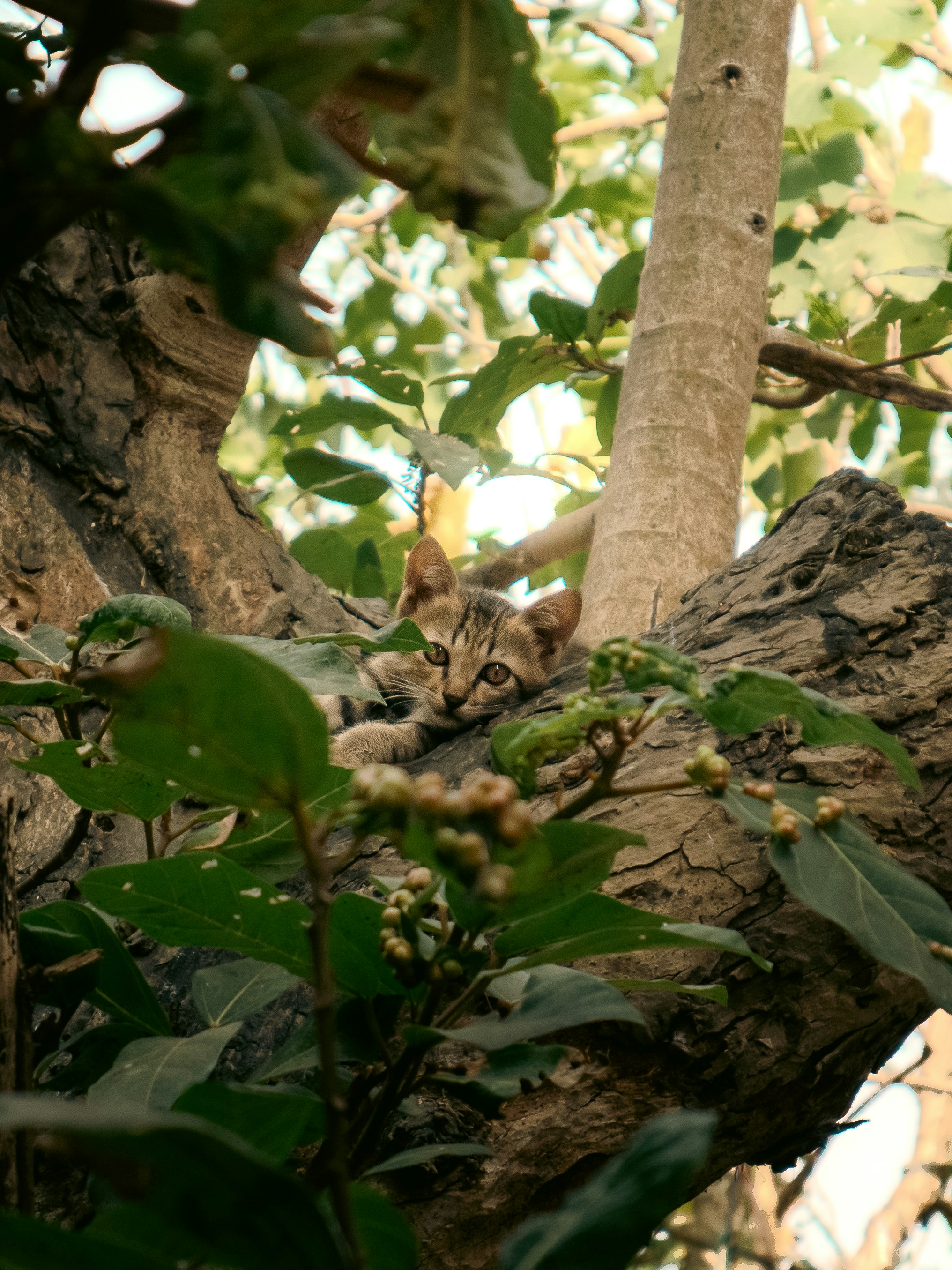 Hidden Kitten in the Bark: a Quiet Moment in the Orchard