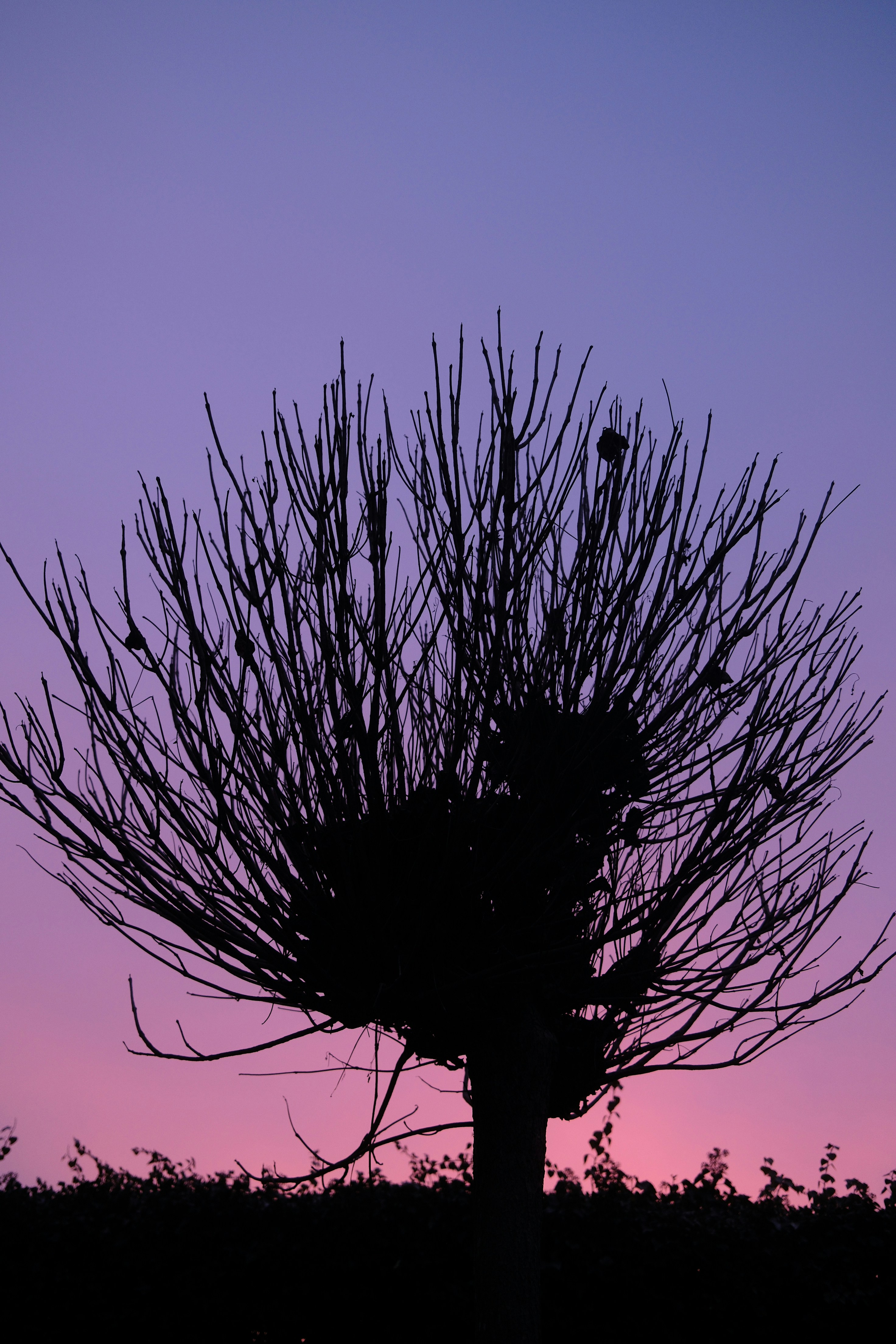 Dusk Crown: Silhouetted Dandelion-Tree Against A Ridged Sky