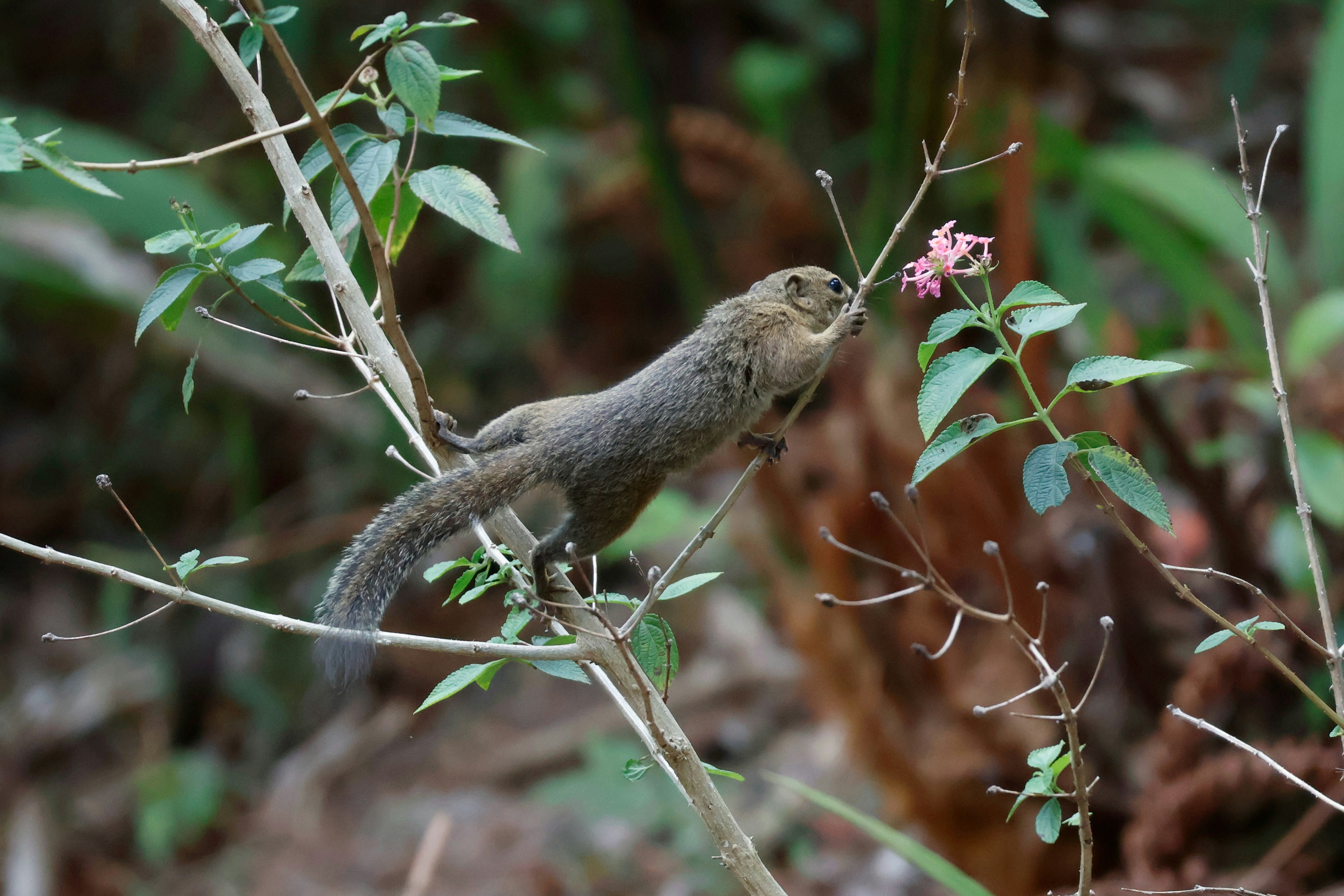 The Tiny Acrobat: Squirrel Reaches for a Pink Bloom