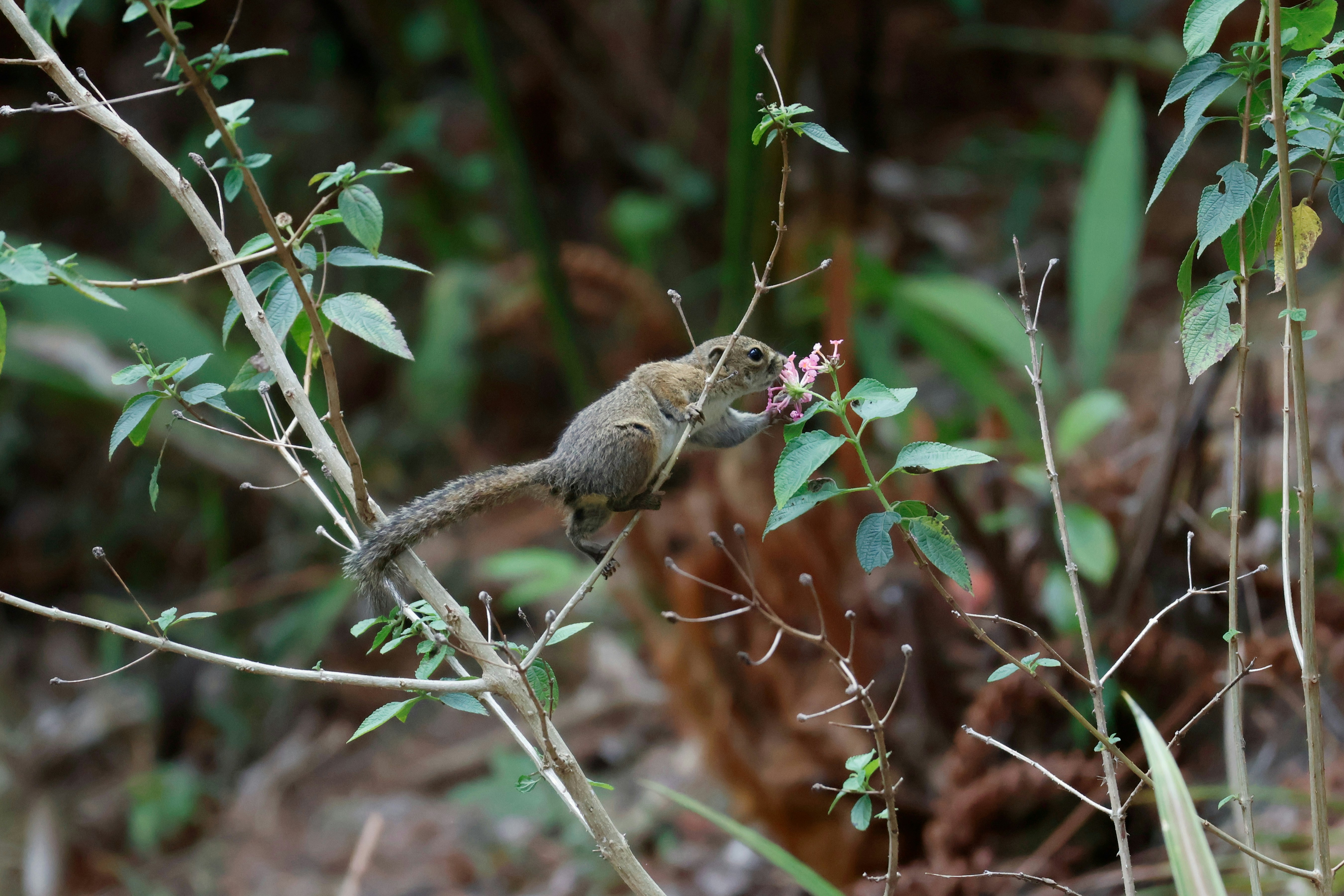 Tiny Squirrel on a Branch Reaching for Wildflower Nectar