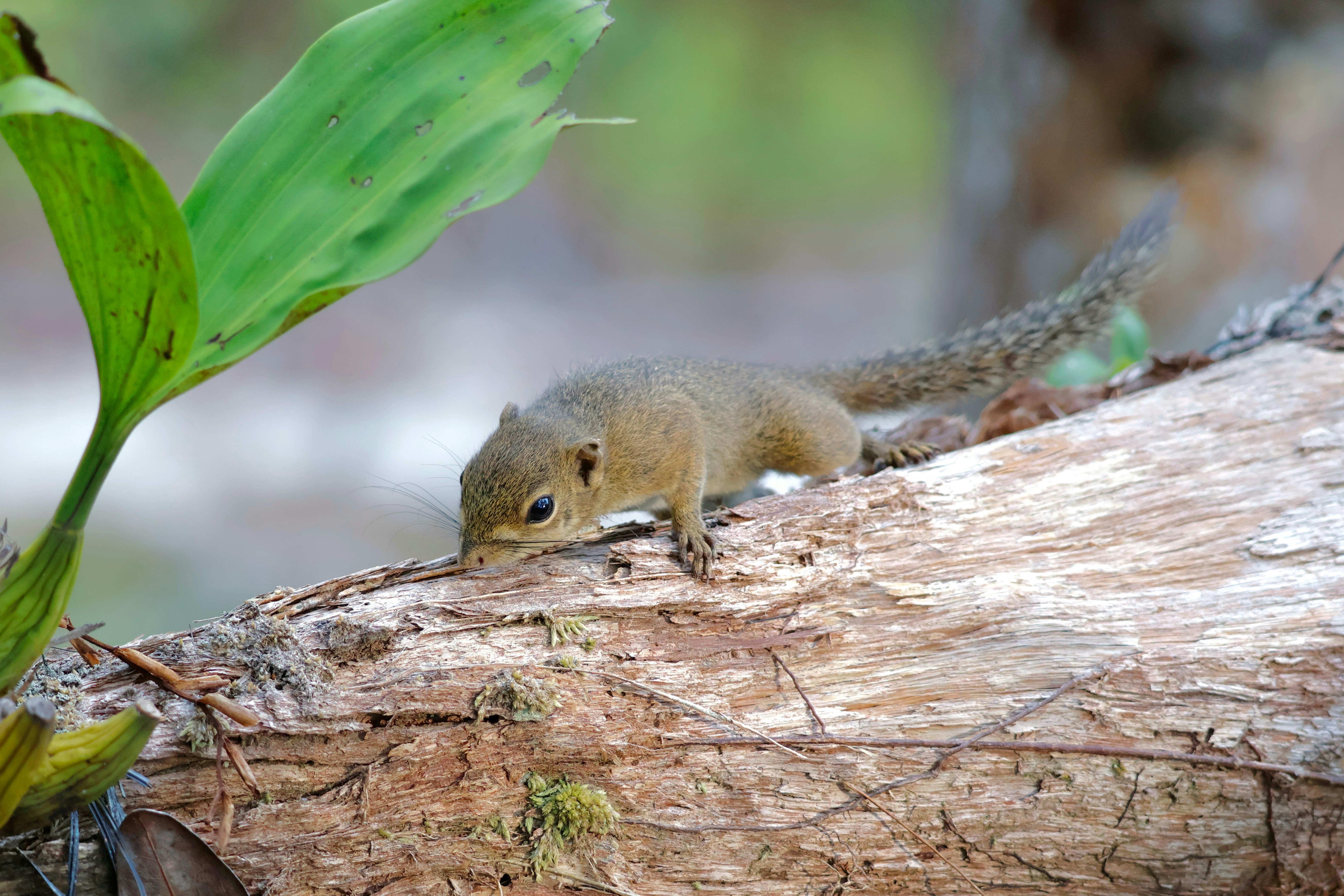 Squirrel Scout on a Sunlit Log