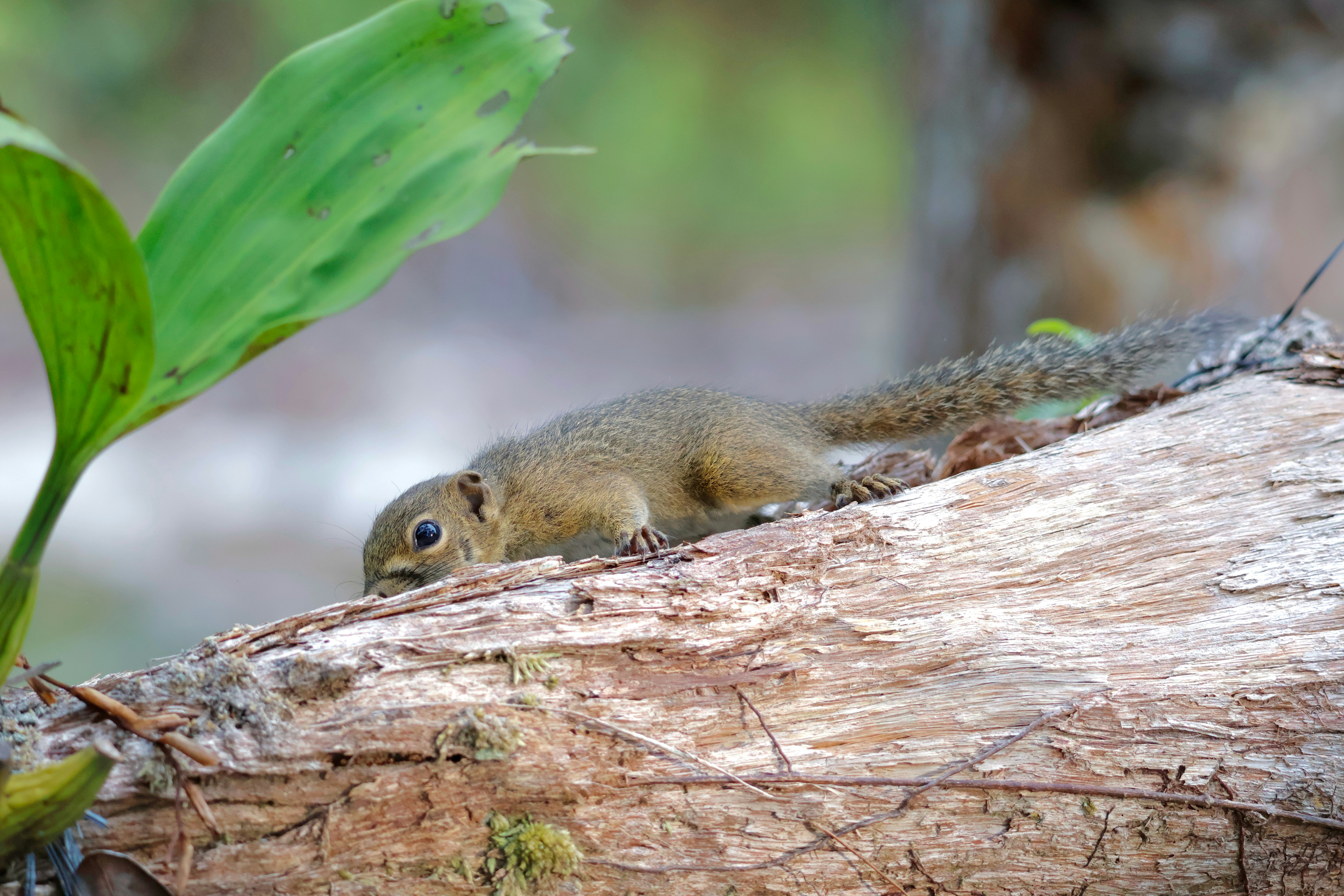 Squirrel Scout on a Weathered Log