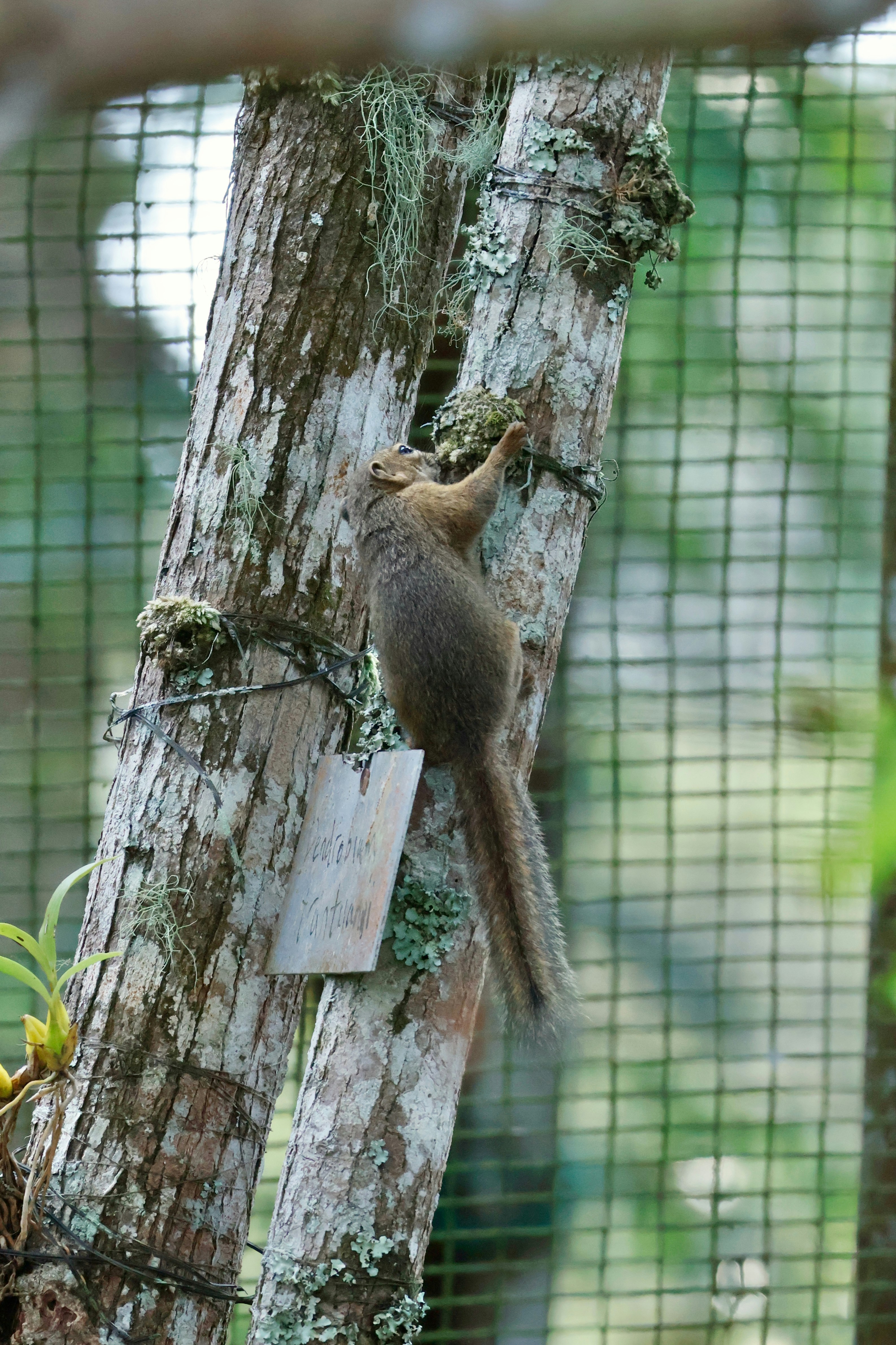 Squirrel Clinging to Tree Trunk in Enclosure