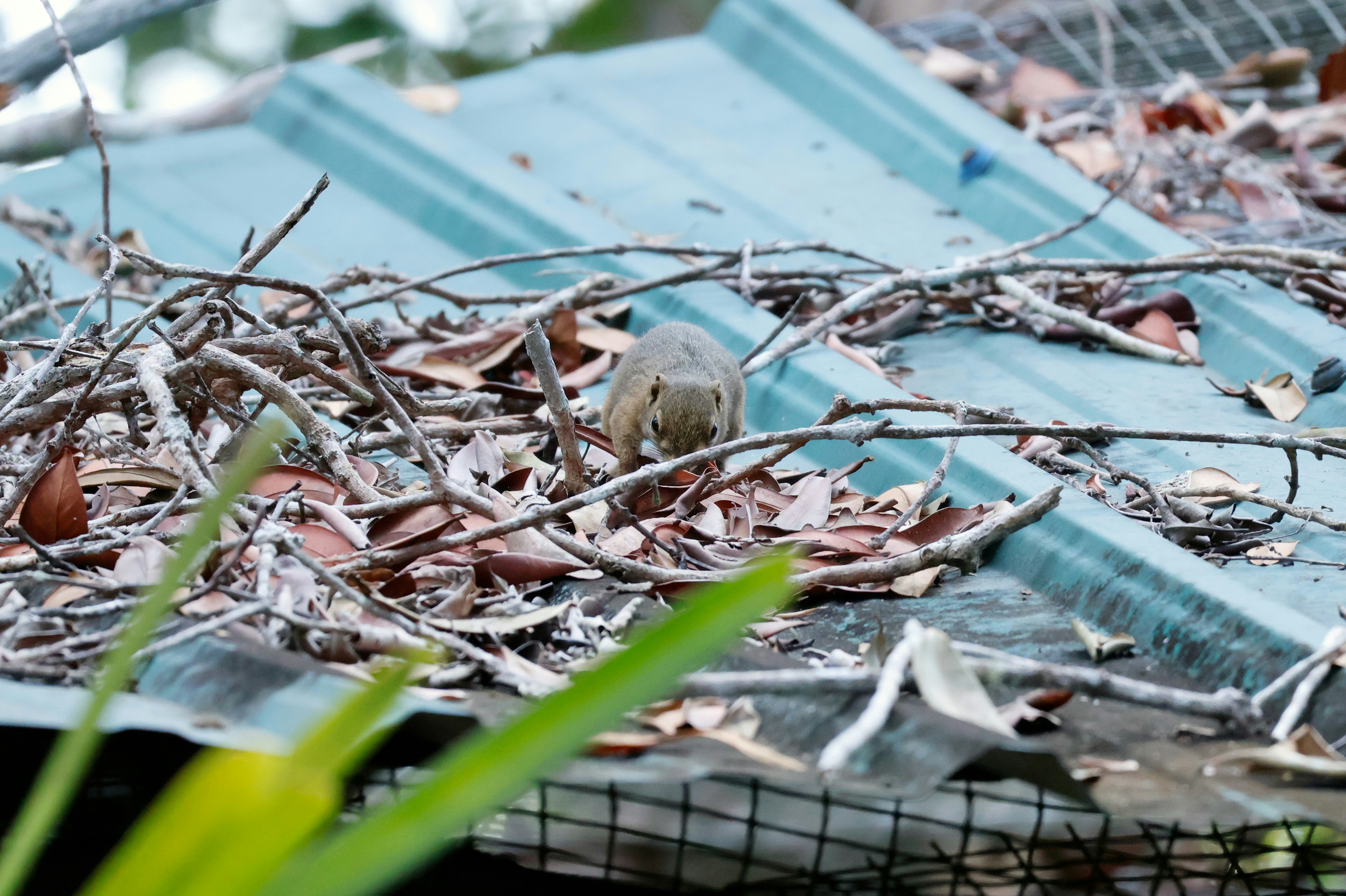 Nest on a Roof: A Tiny Responder Among Debris