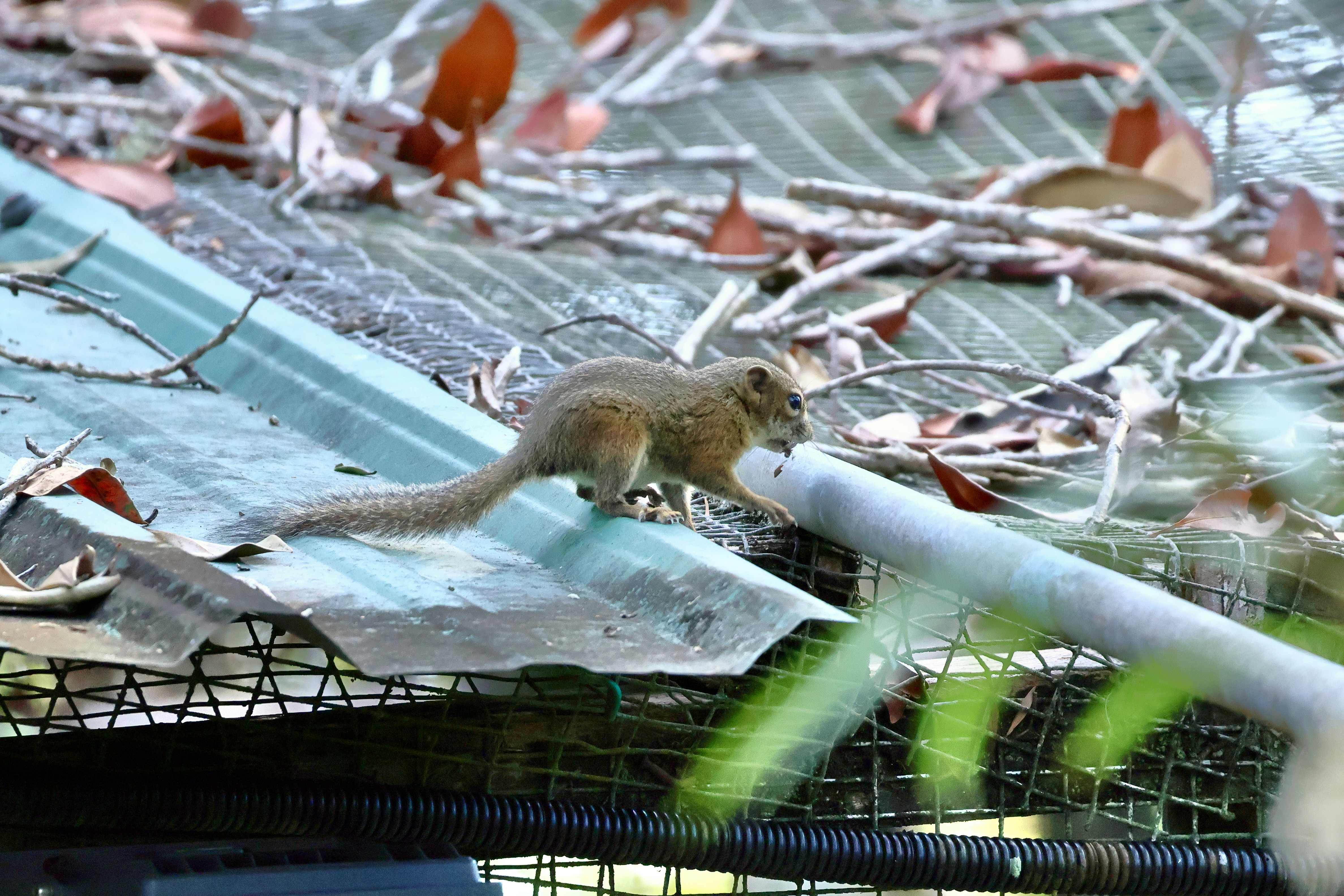 Squirrel on a Weathered Roof Edge in Dappled Light