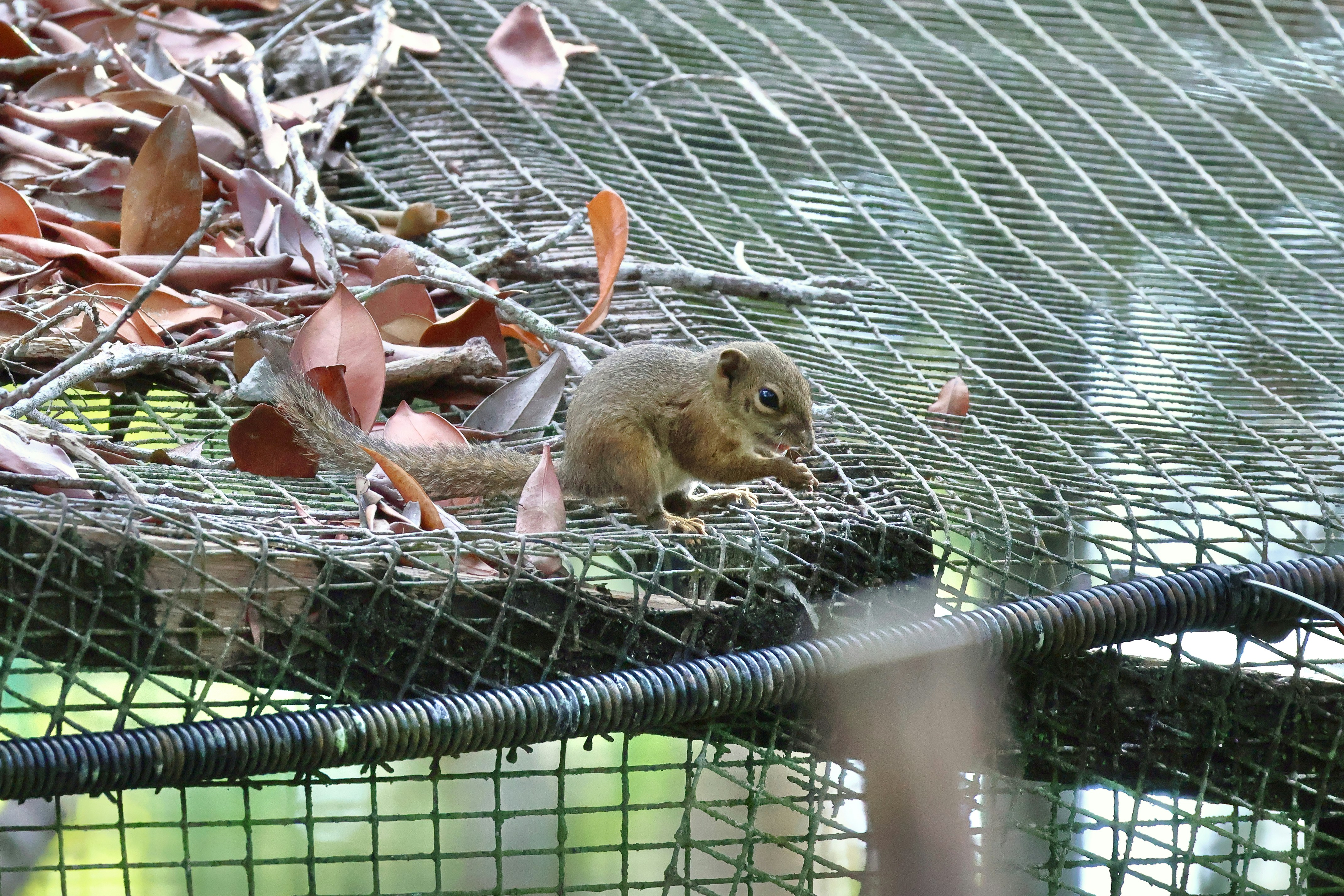 Brake of Leaves: Squirrel on a Mesh Barrier