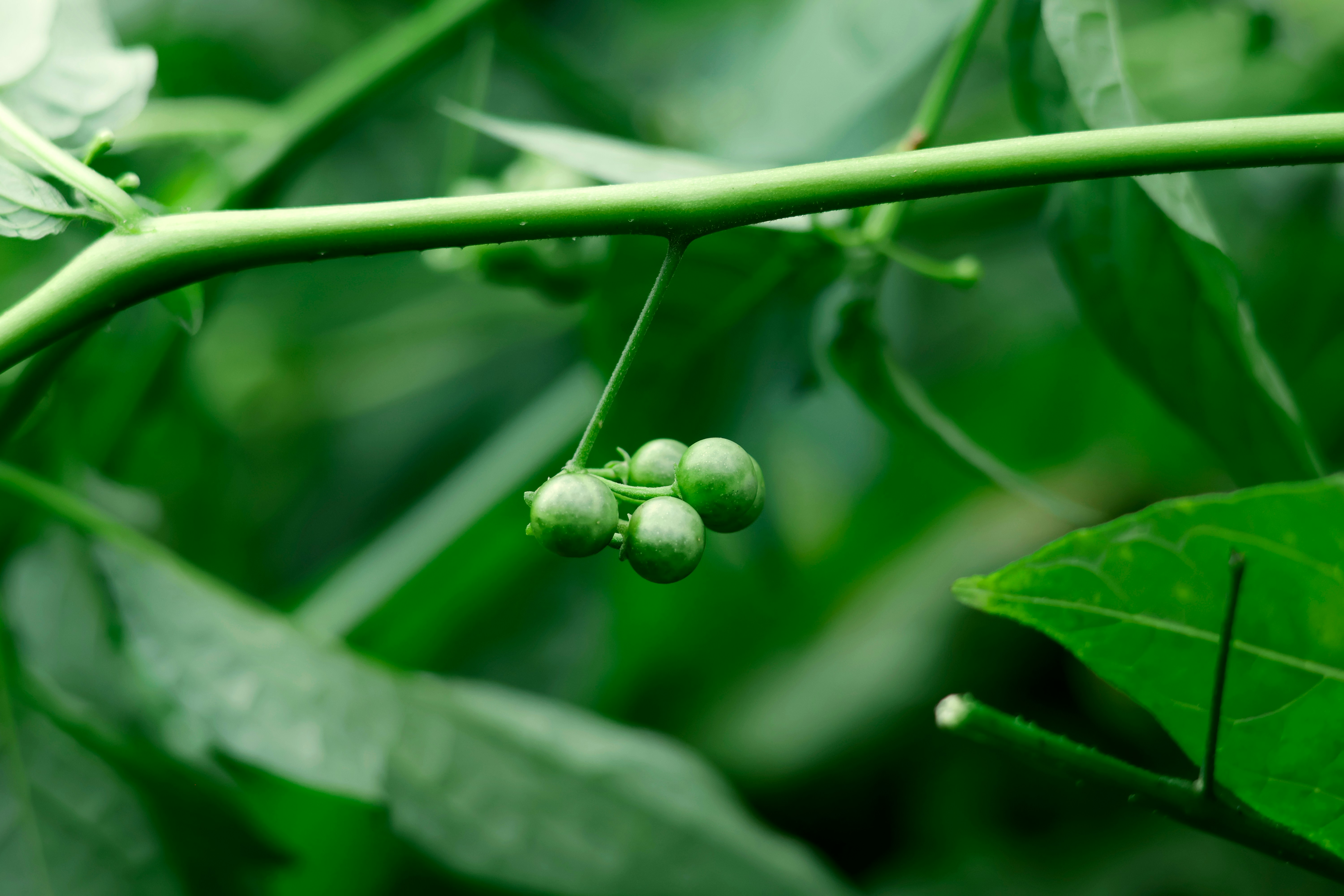 Emerald Berries Adrift on a Green Tendril