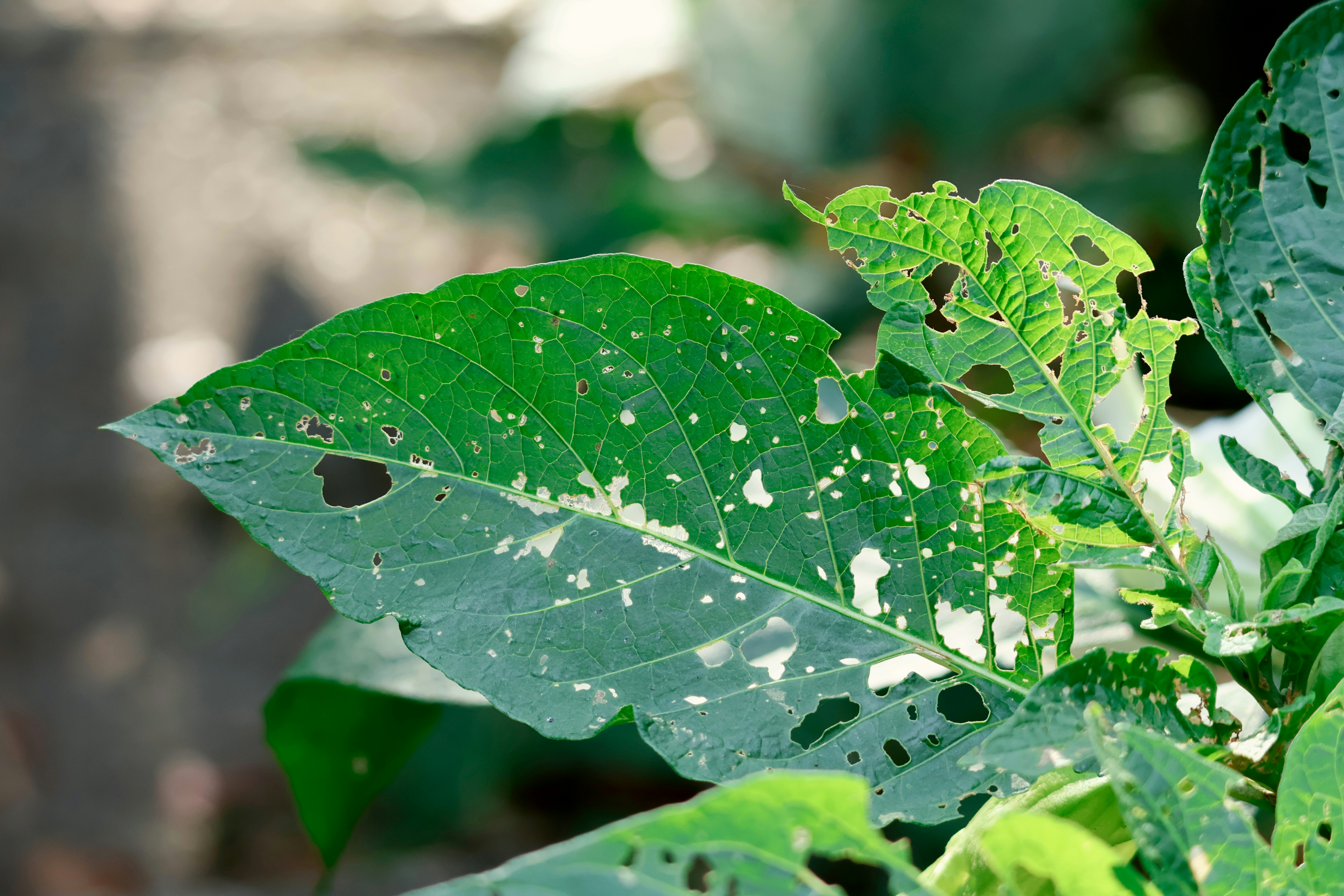 Holey Green: Close-Up of Chewed Leaves and Sunlit Veins