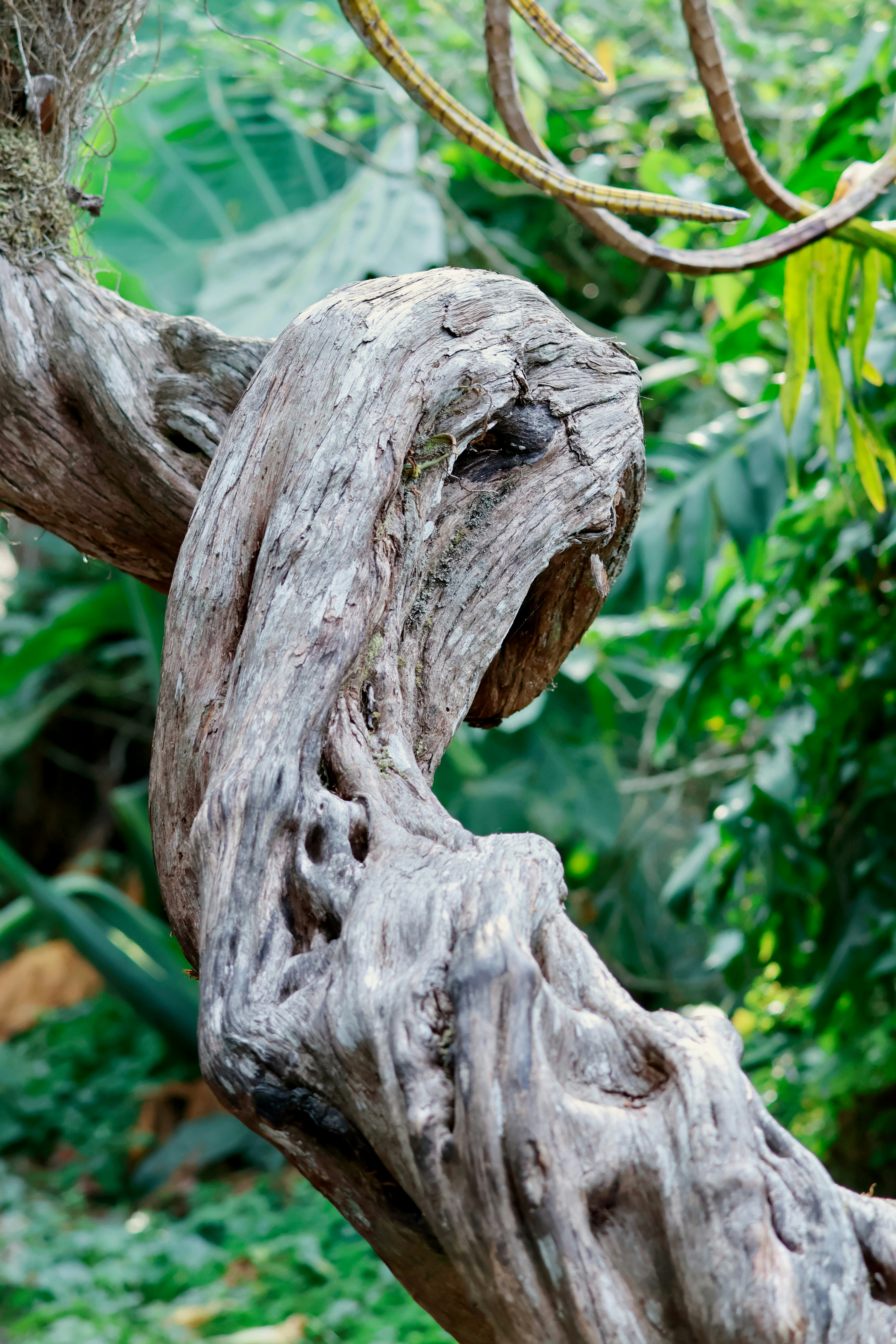 Ancient Weathered Log Twisting Through a Lush Garden
