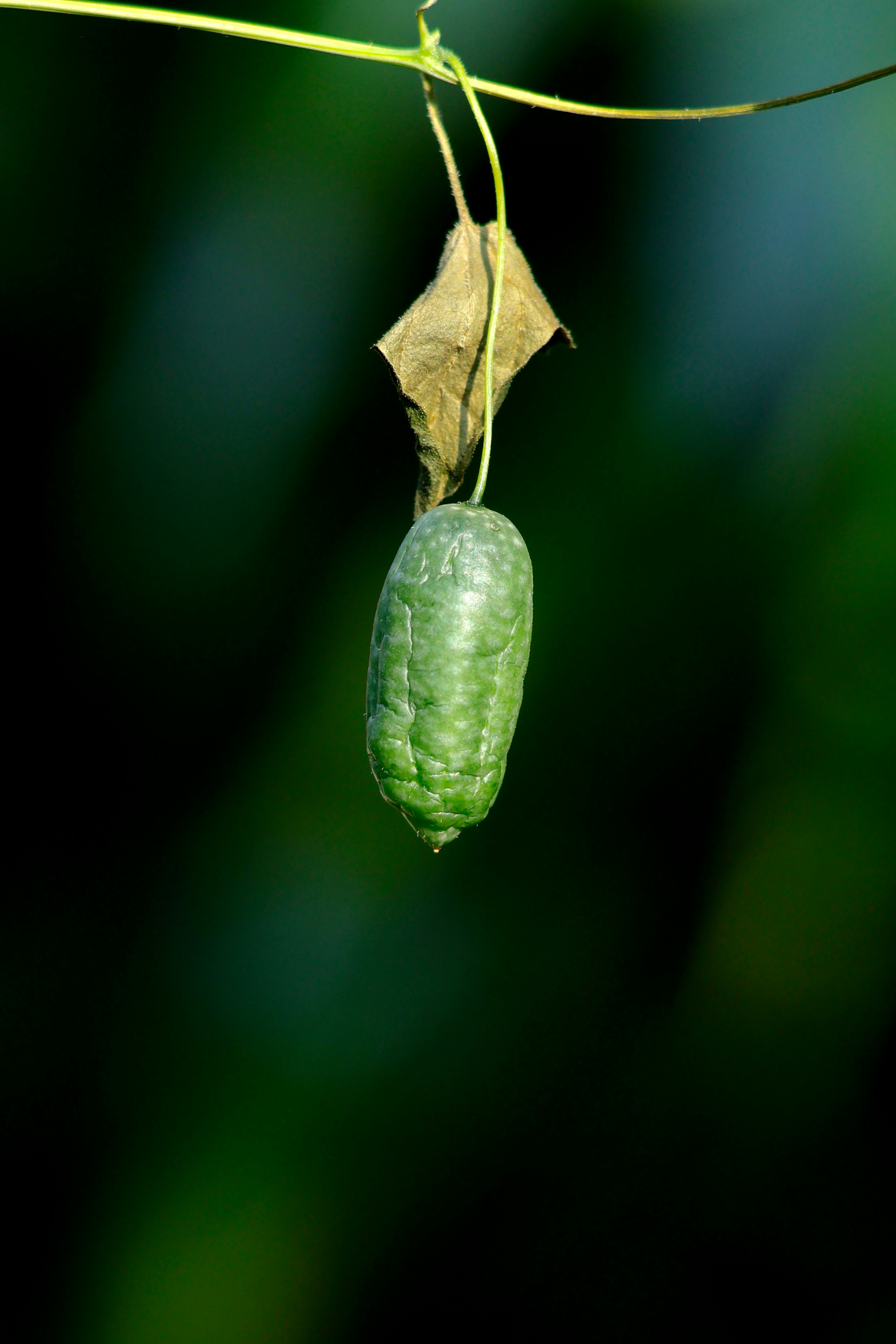 Hanging Green Pod: a Quiet Moment of Nature