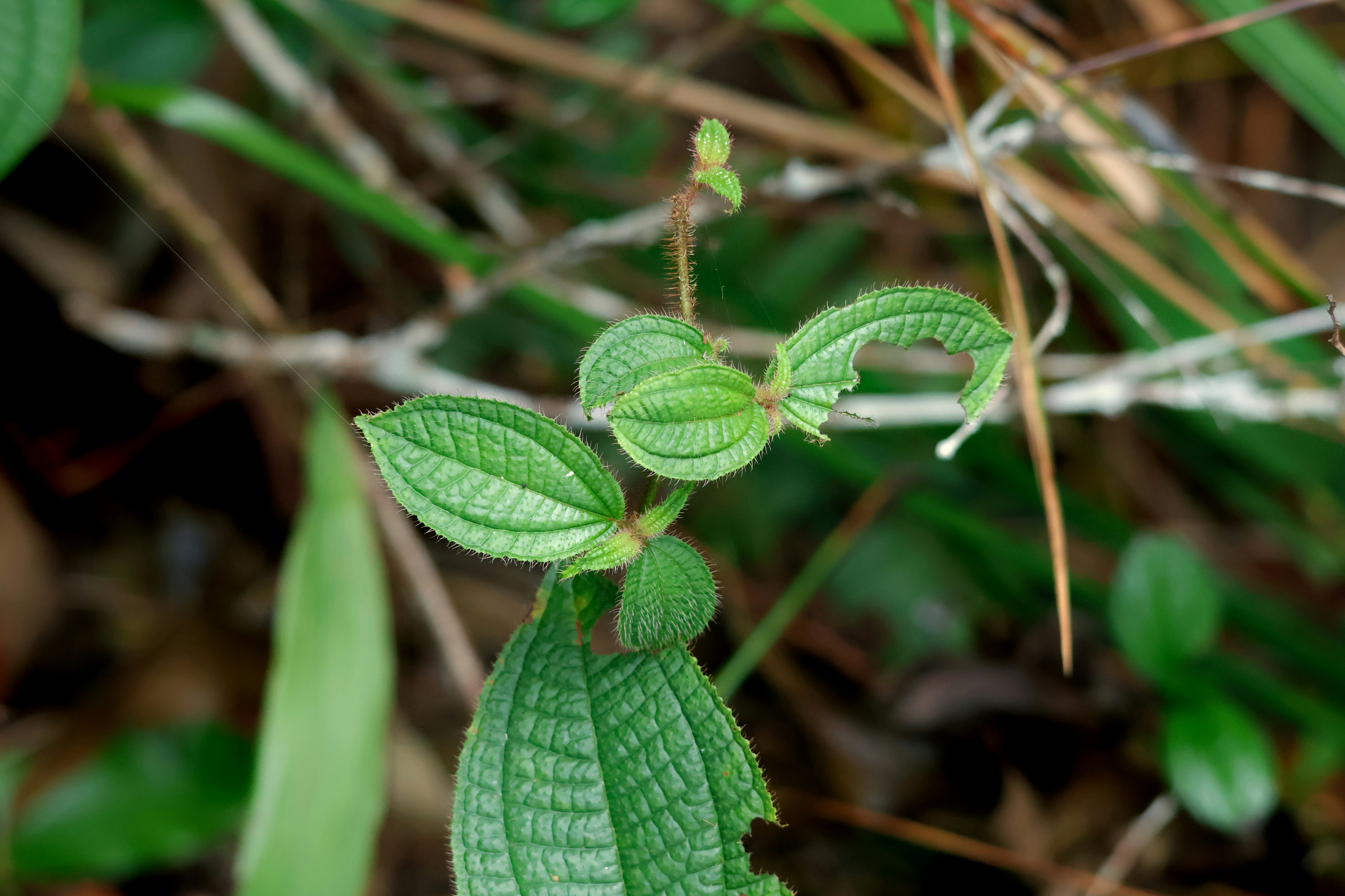 Emerald Crown: A New Leaf Emerges from the Quiet Underbrush