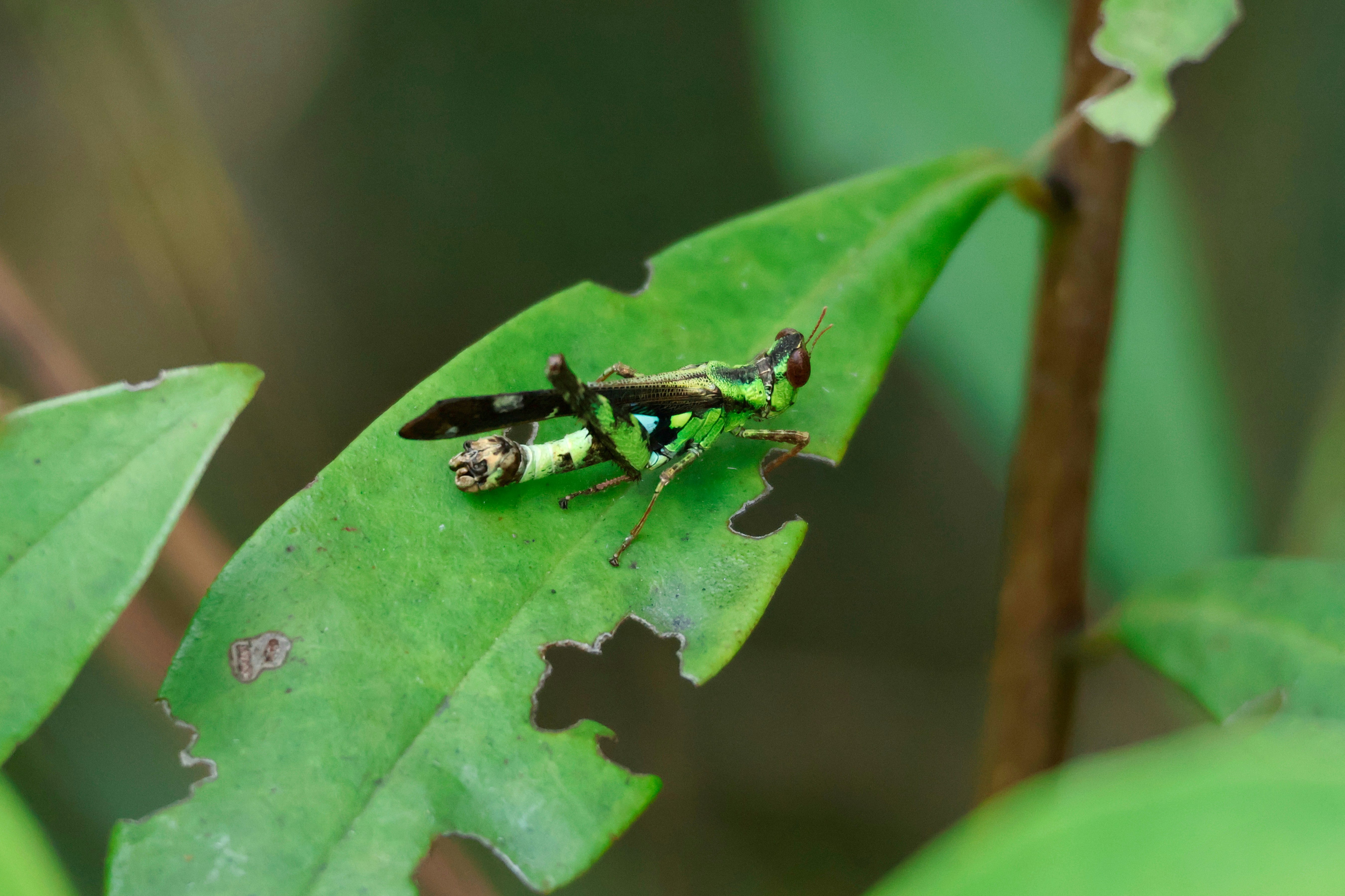 Emerald Mantid on Tattered Leaf
