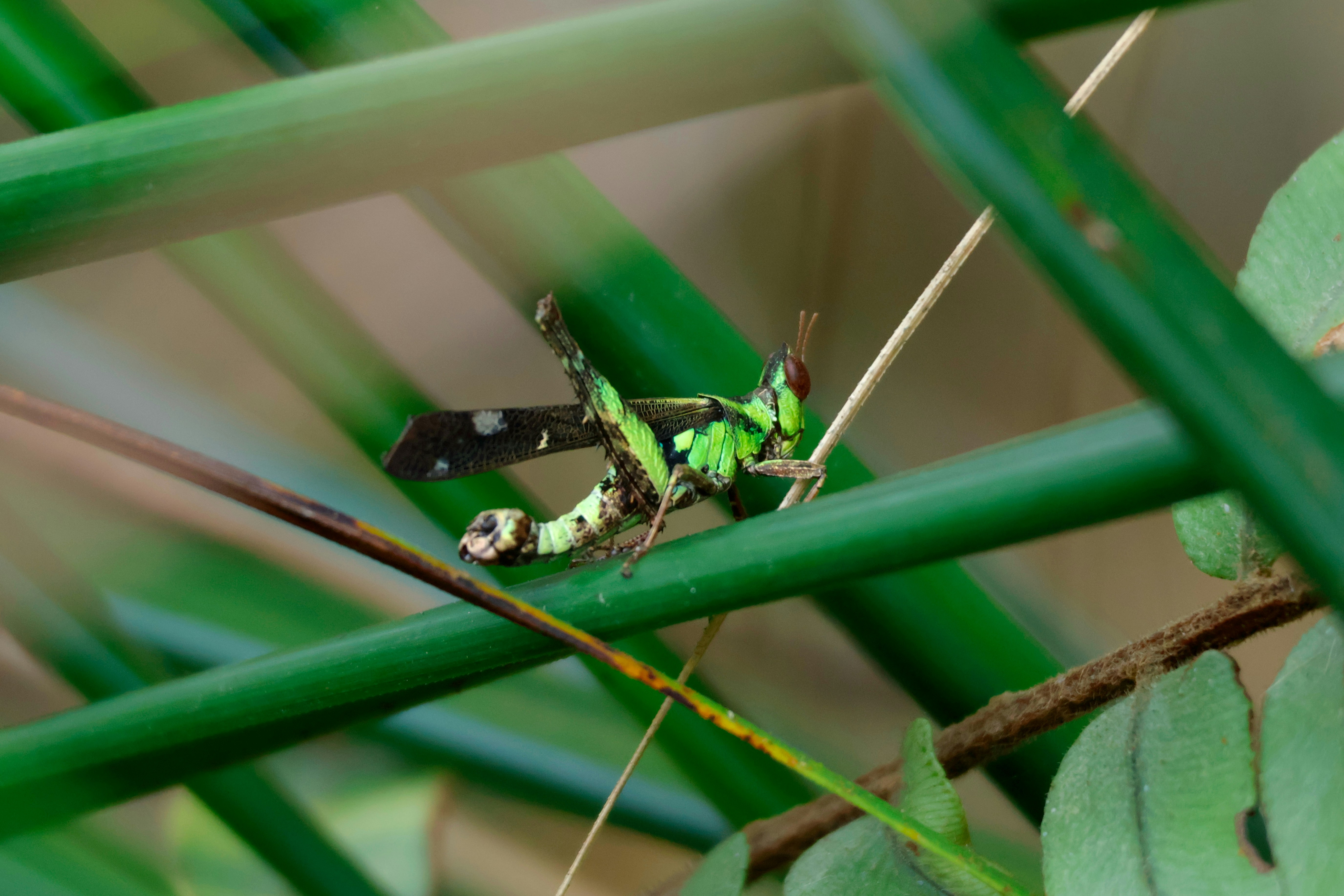 Emerald Mantle: a tiny dragonfly-like insect amid blades