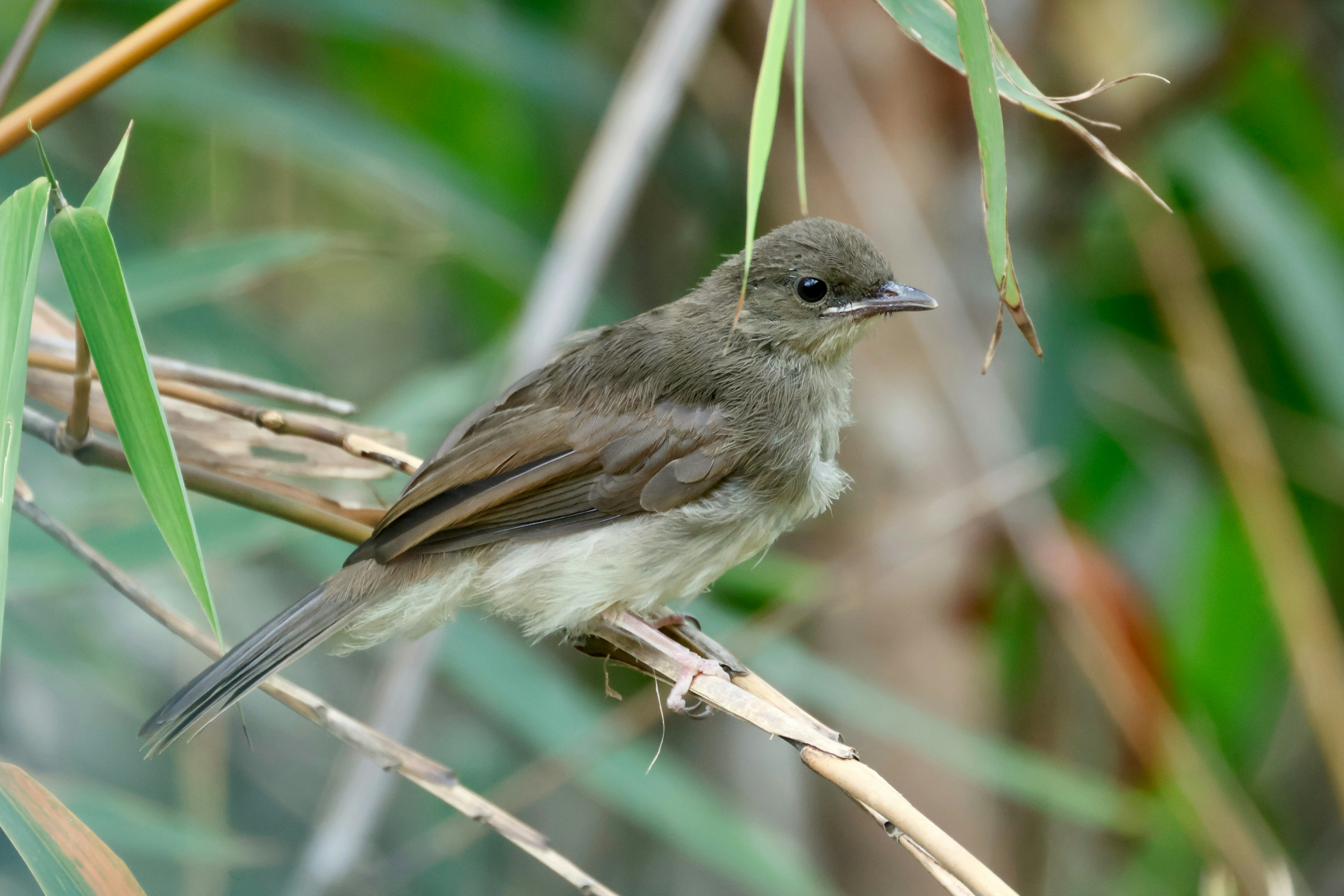 Whiskered Warbler on a Quiet Reed