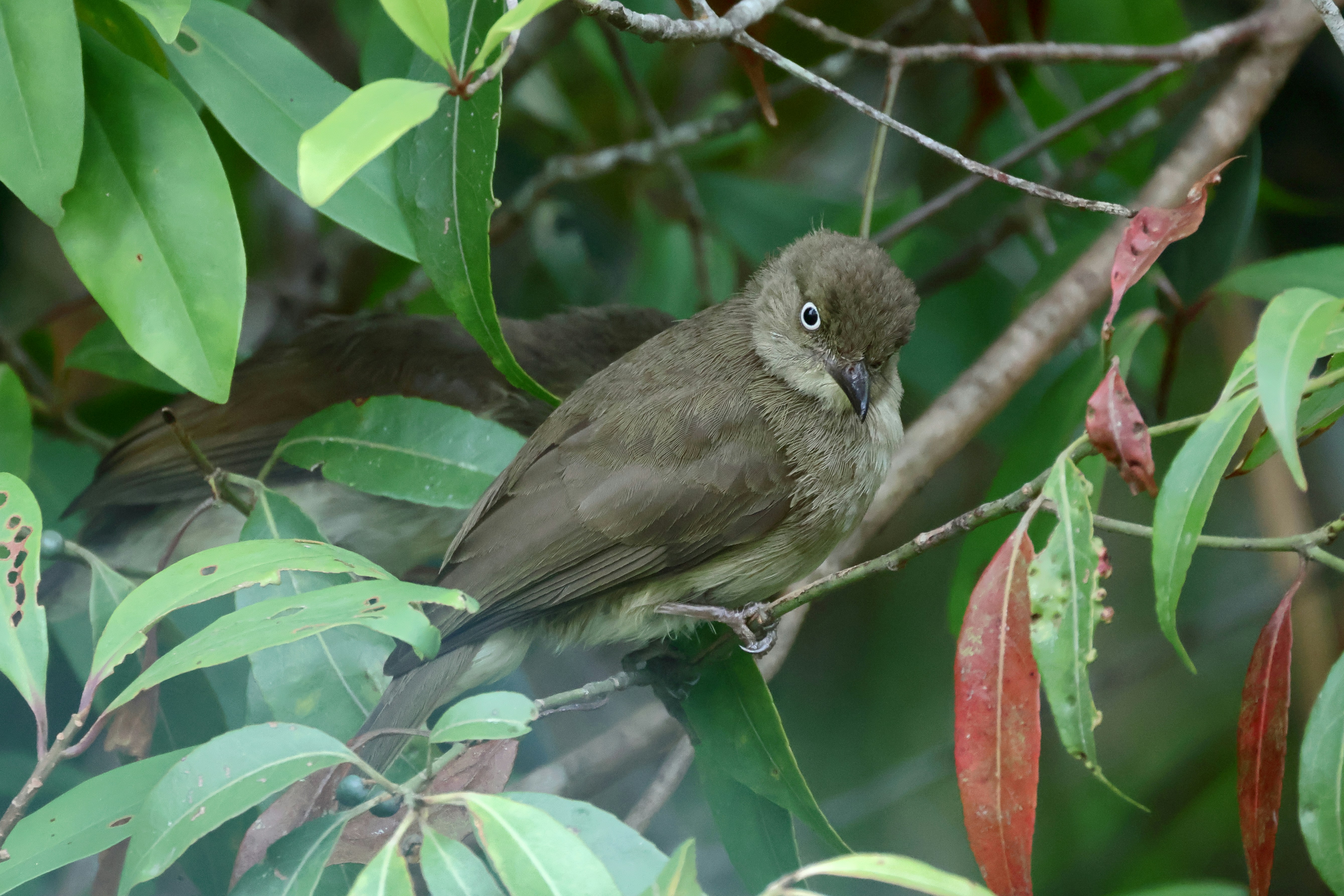 Hidden Olive Perch: A Small Songbird Amid Green Foliage