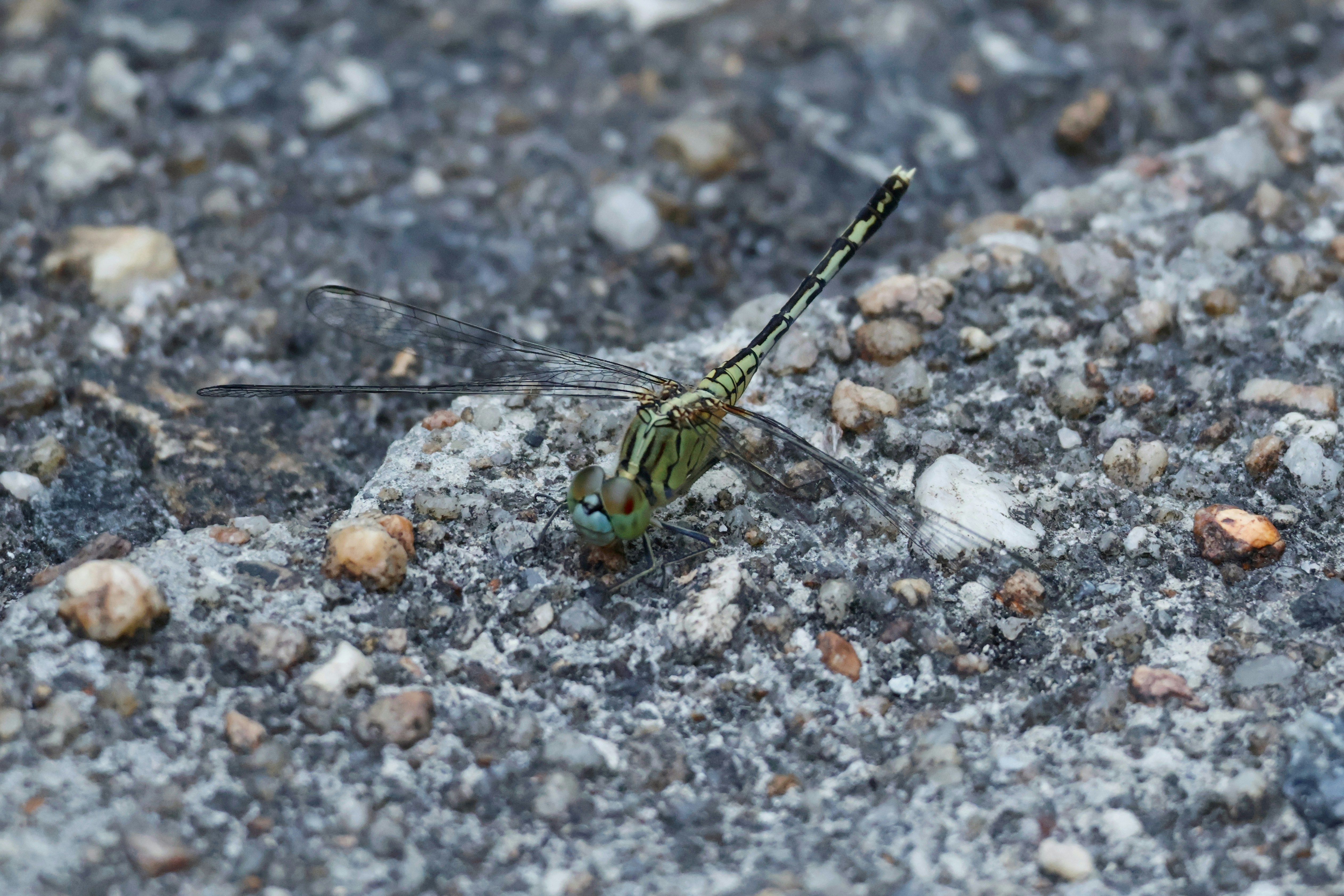 Emerald-eyed Dragonfly on Pebbled Ground