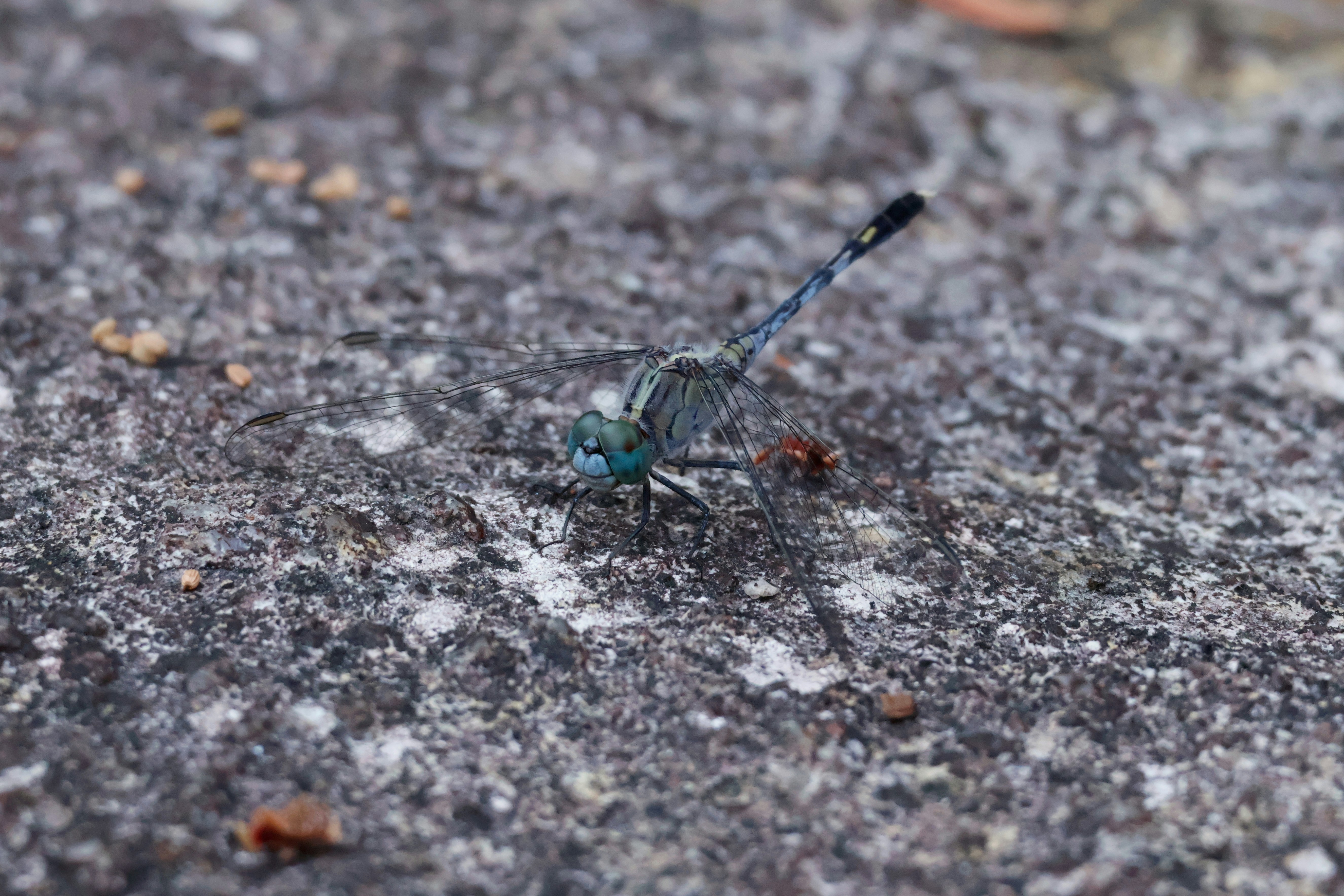 Dragonfly on Weathered Concrete: A Moment of Quiet Detail