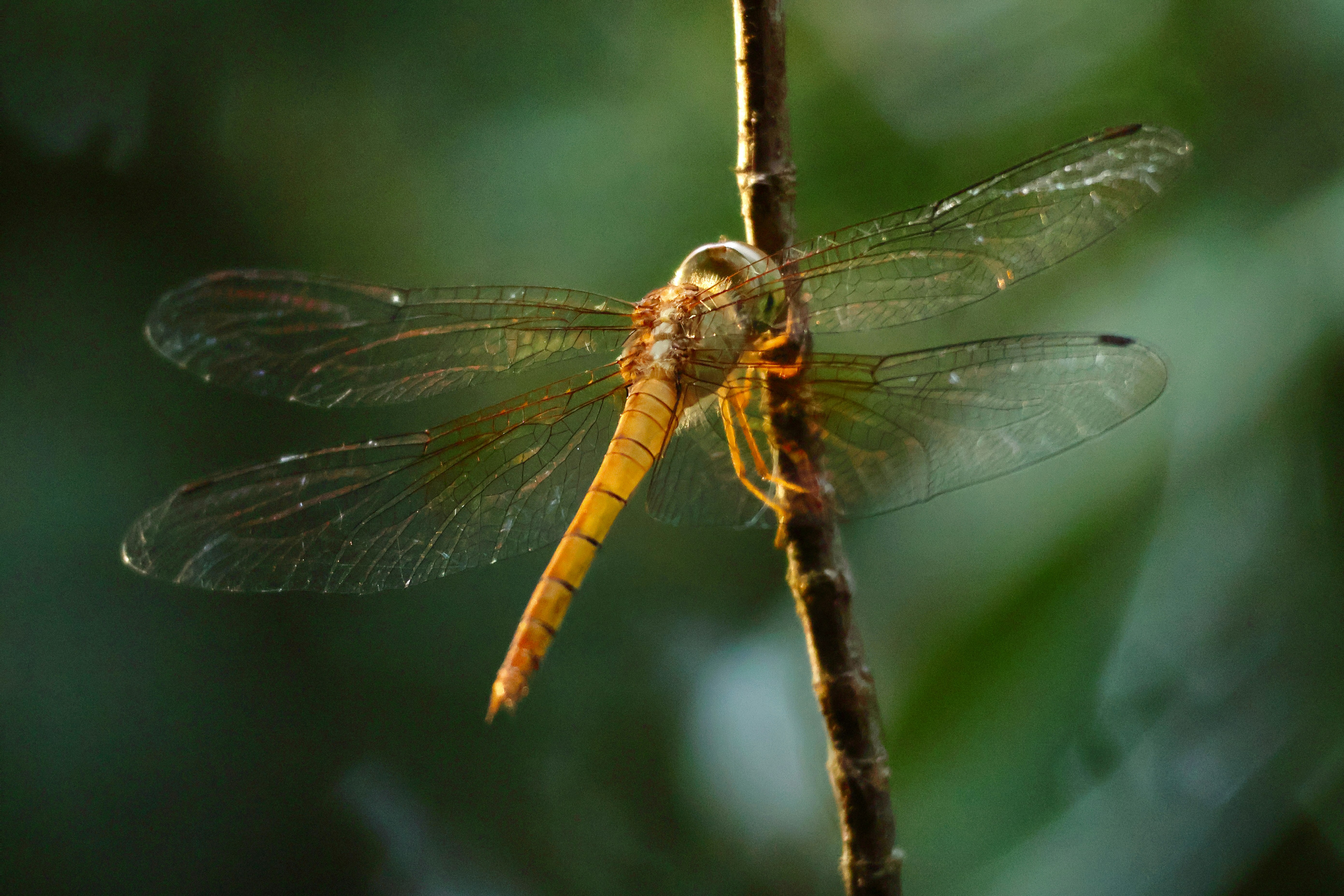 Amber Sentinel: Dragonfly Clinging to a Fern