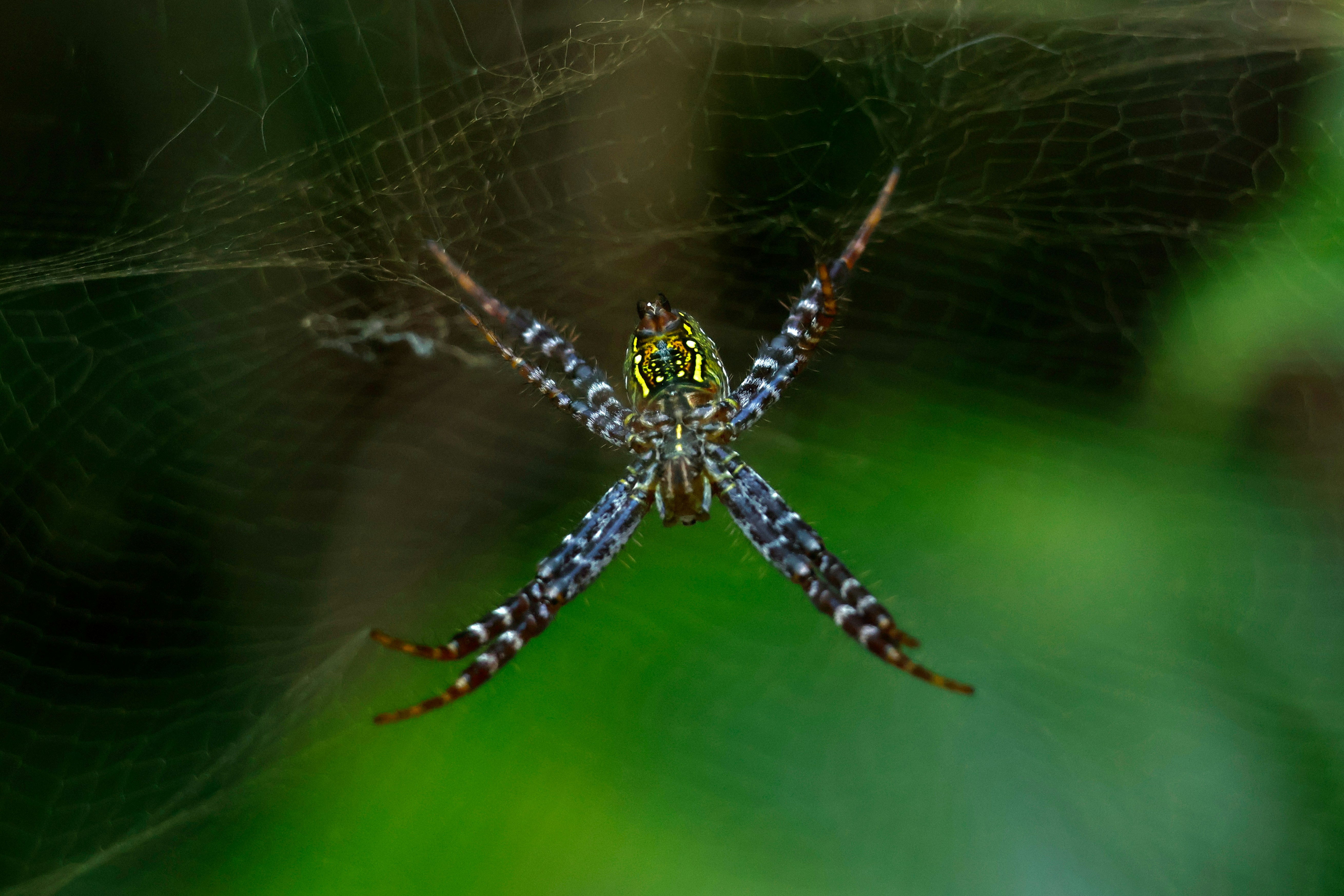 Webbed Centerpiece: Orb-weaver Anchored in Silk