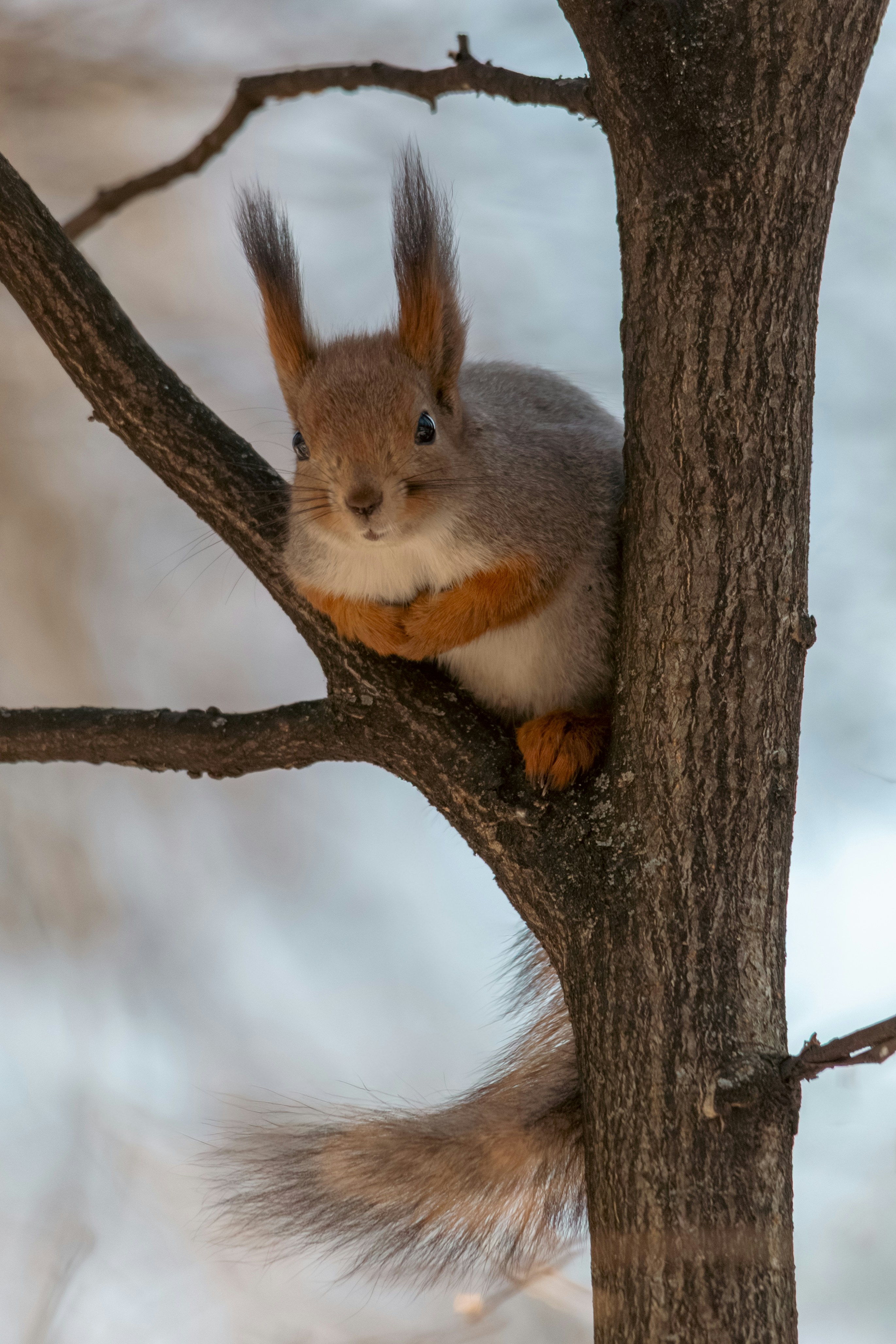 Whiskered Watcher: A Squirrel Nestled on Winter’s Bark