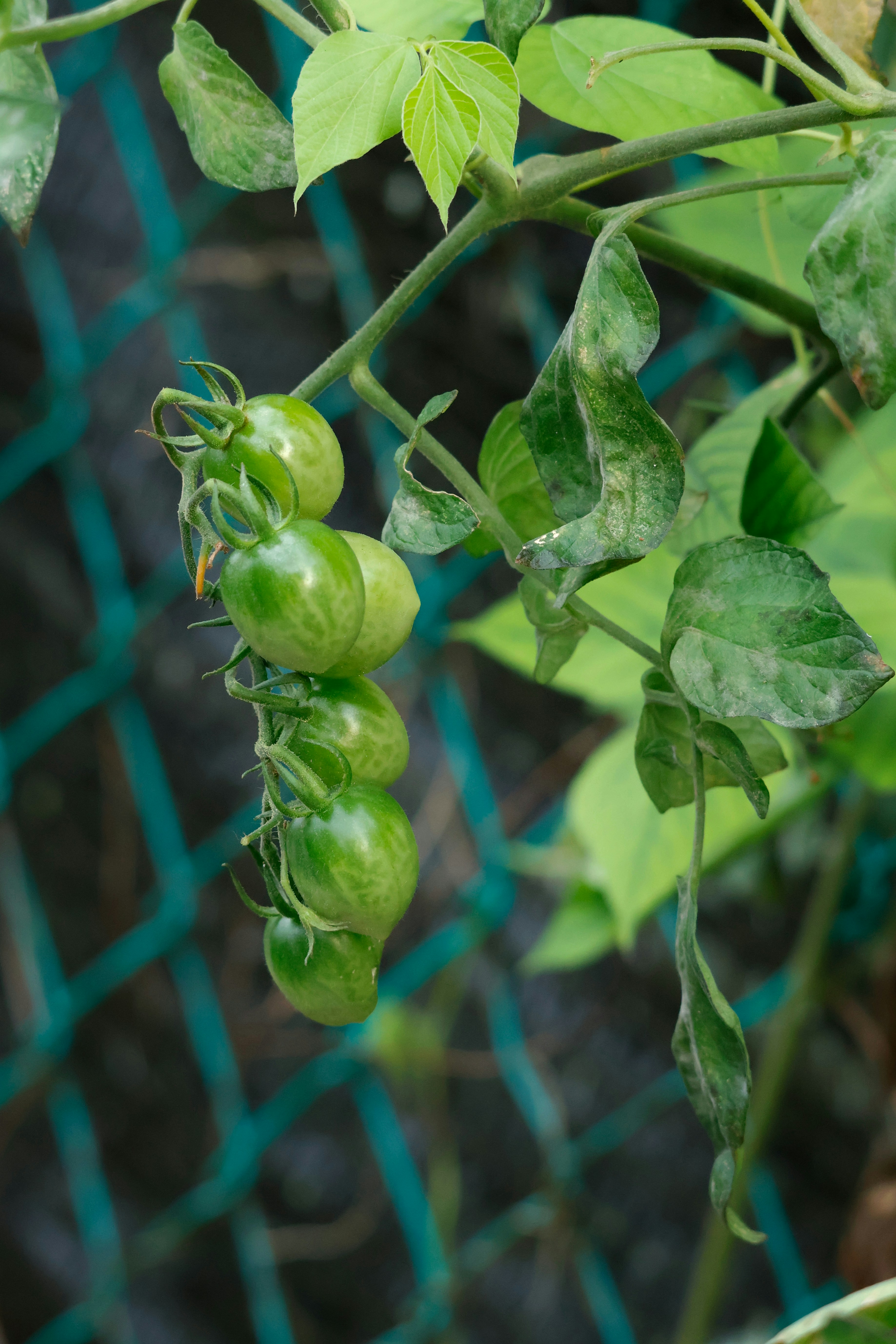 Green Grape Cluster on a Tomato Vine Amid Garden Netting