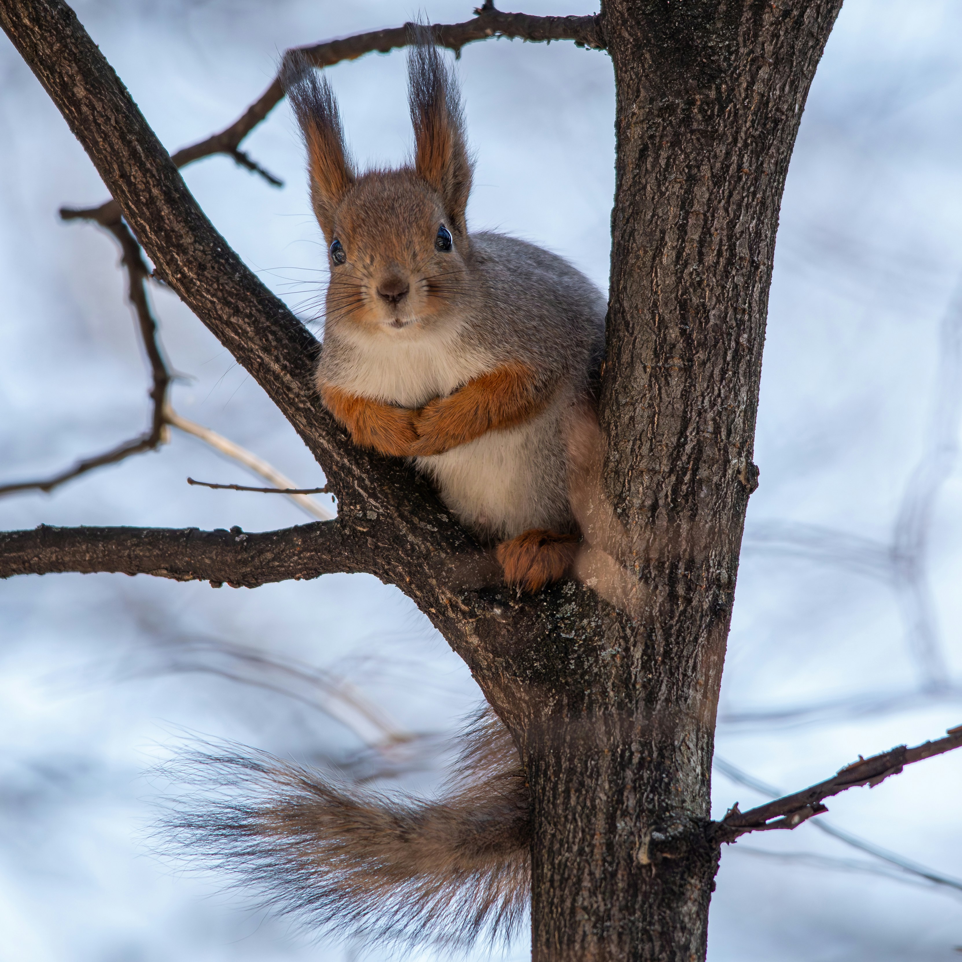 Snowy Branch Watcher: A Squirrel Perches in Winter Silence