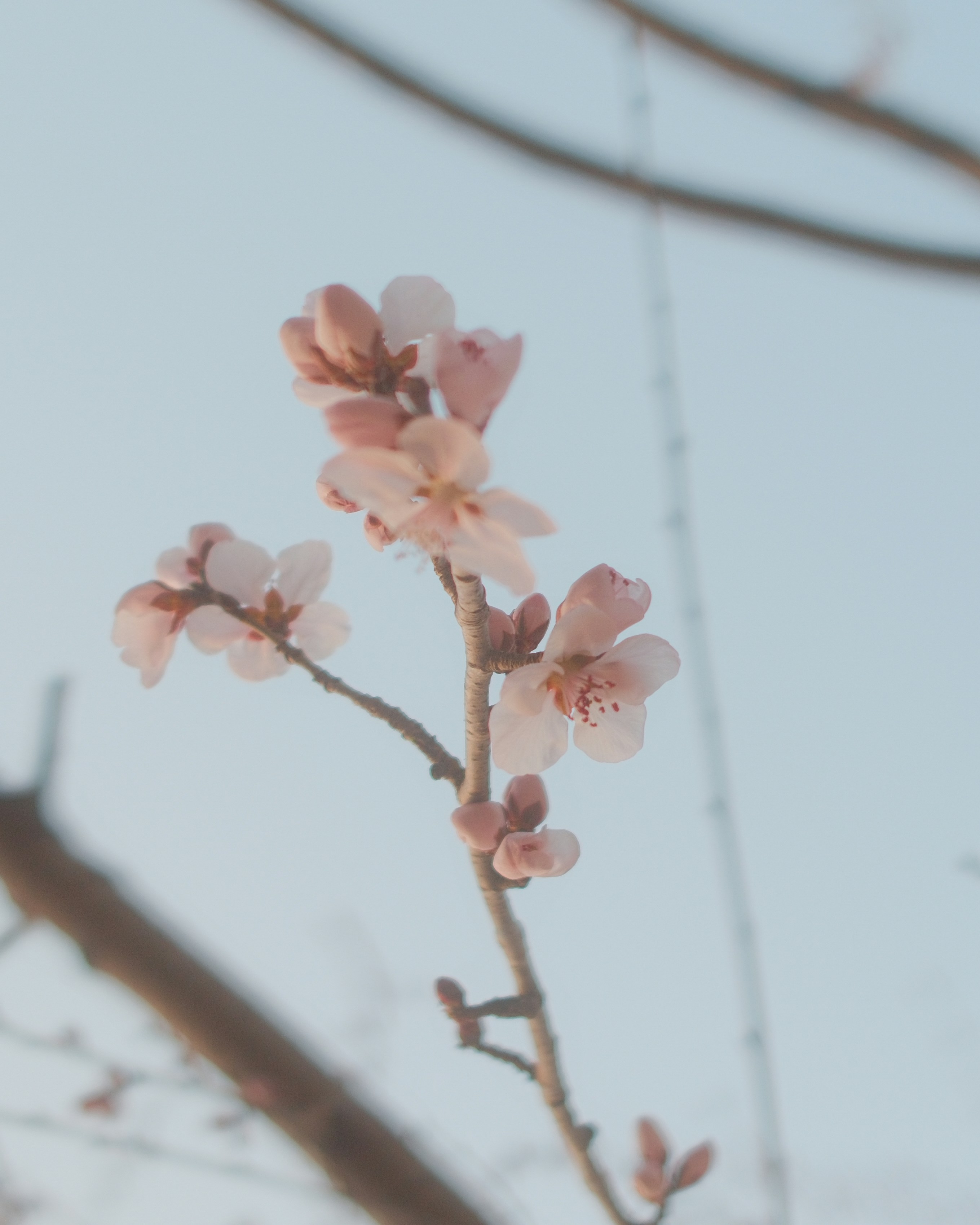 Petals in Focus: Soft Bloom Against a Clear Sky