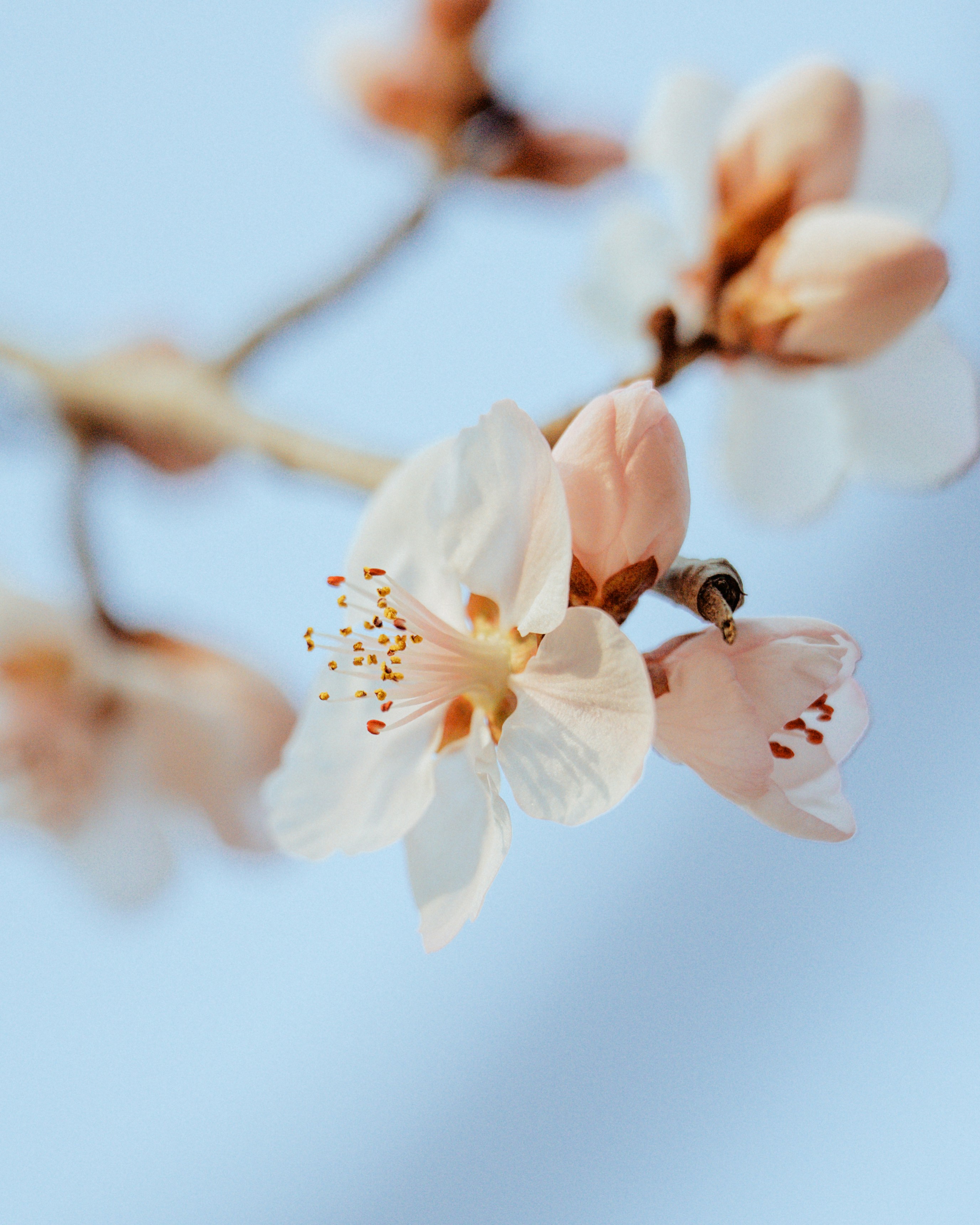 Soft Peach Blooms Against a Clear Blue