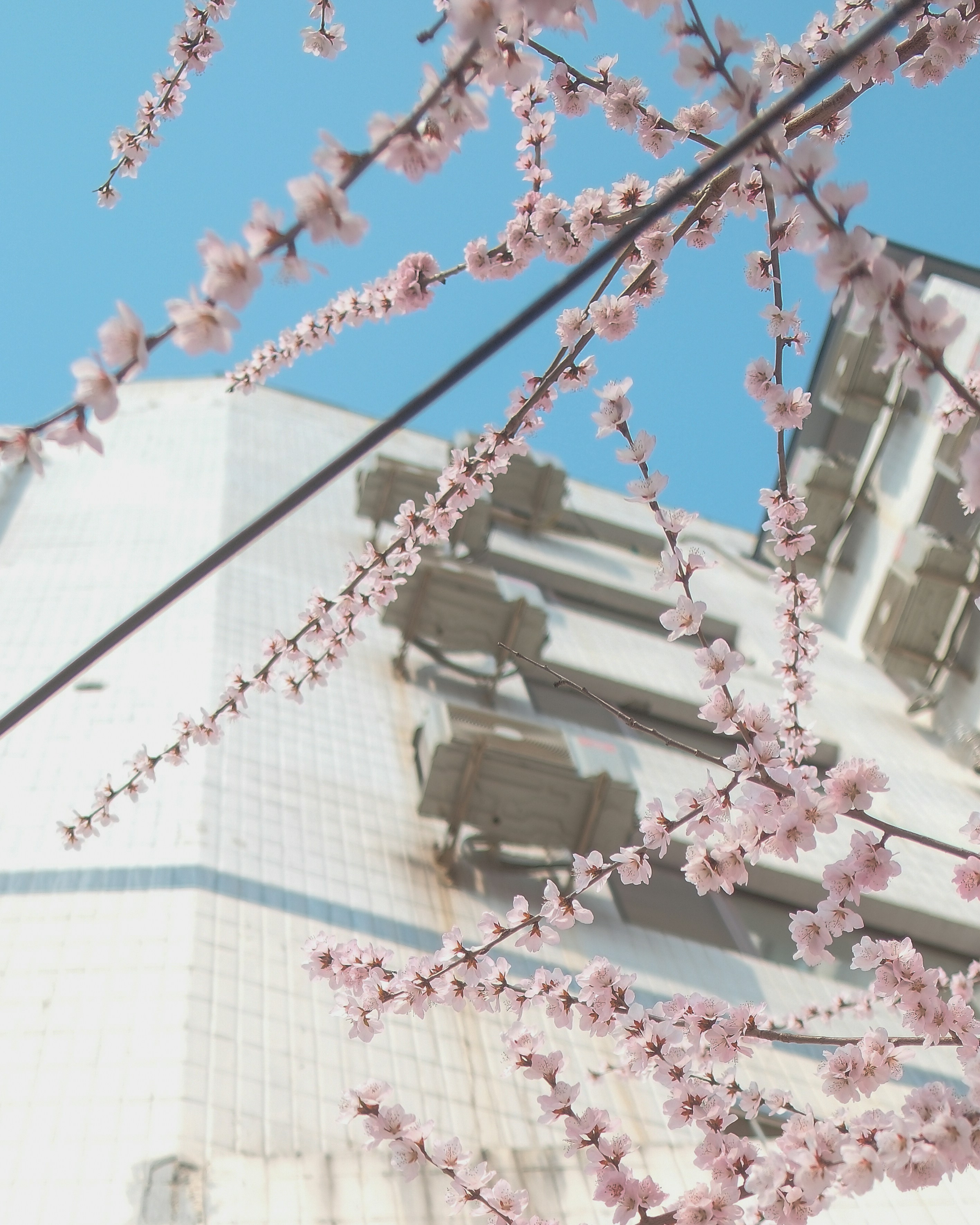 Blossoms Against Urban Facade: Pink Threads in the Sky