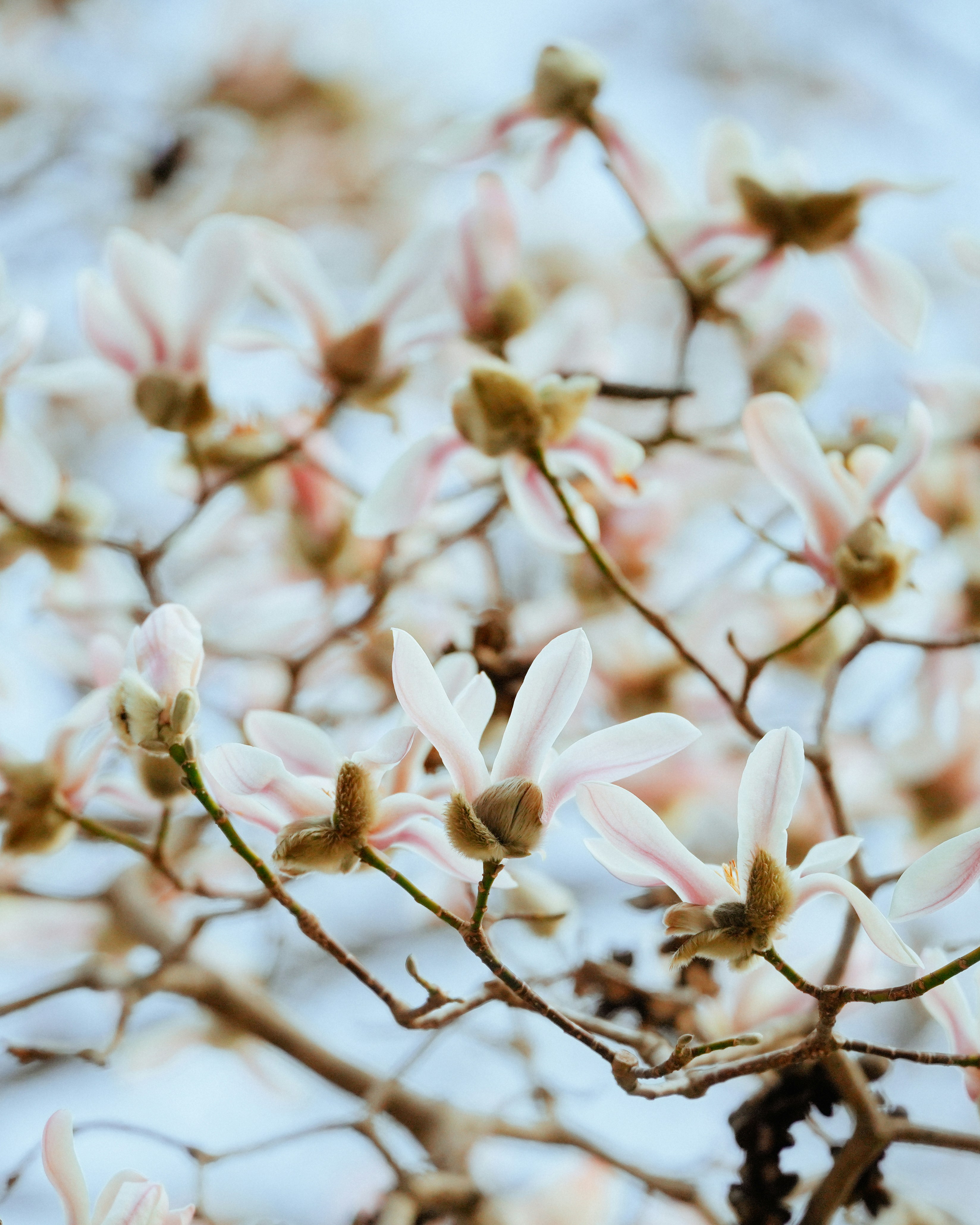 Blossoms in Soft Focus: Spring Quiet in Bloom
