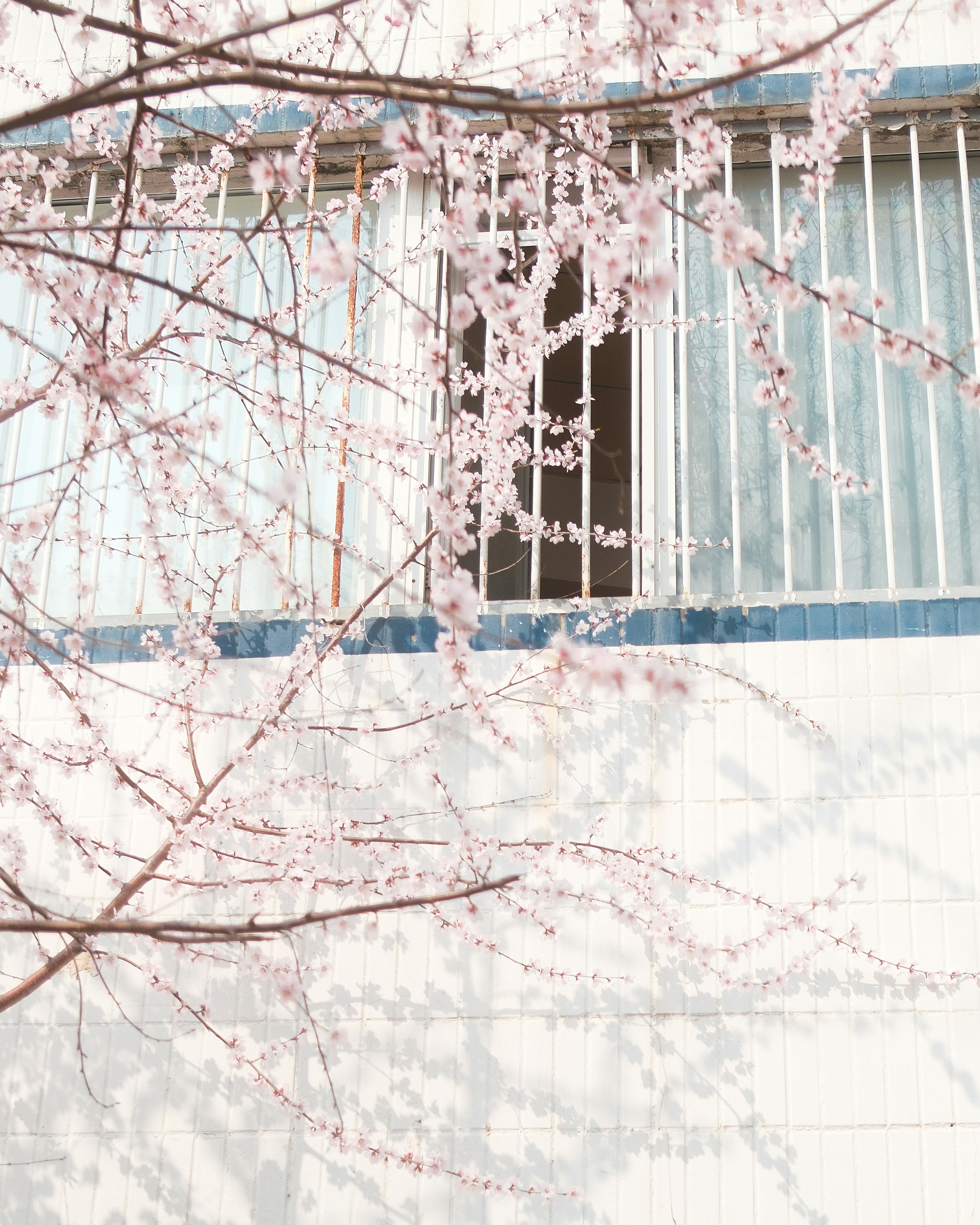 Blossoms Framing a Gridded Window