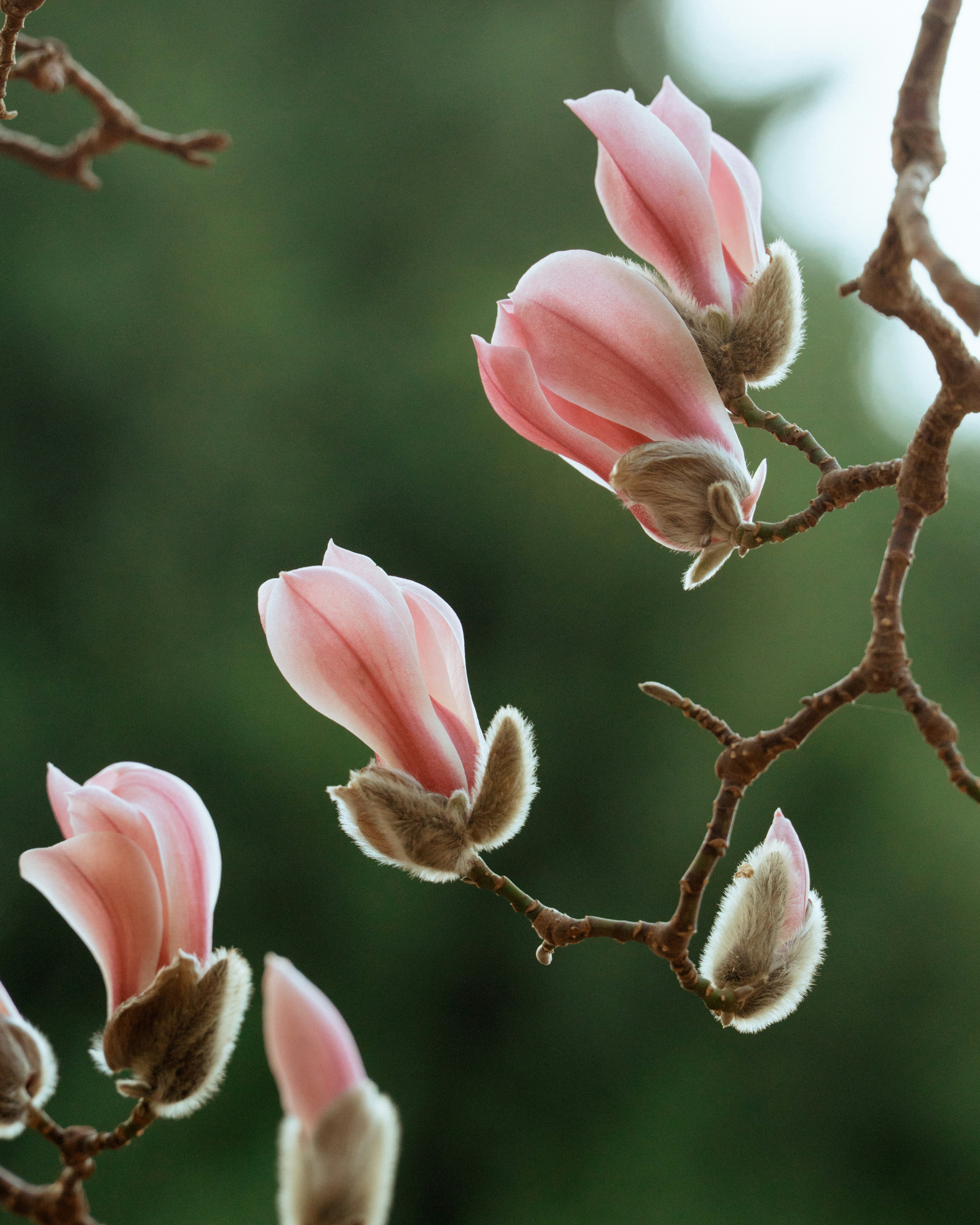 Pink Magnolia Buds Unfurling on a Quiet Branch