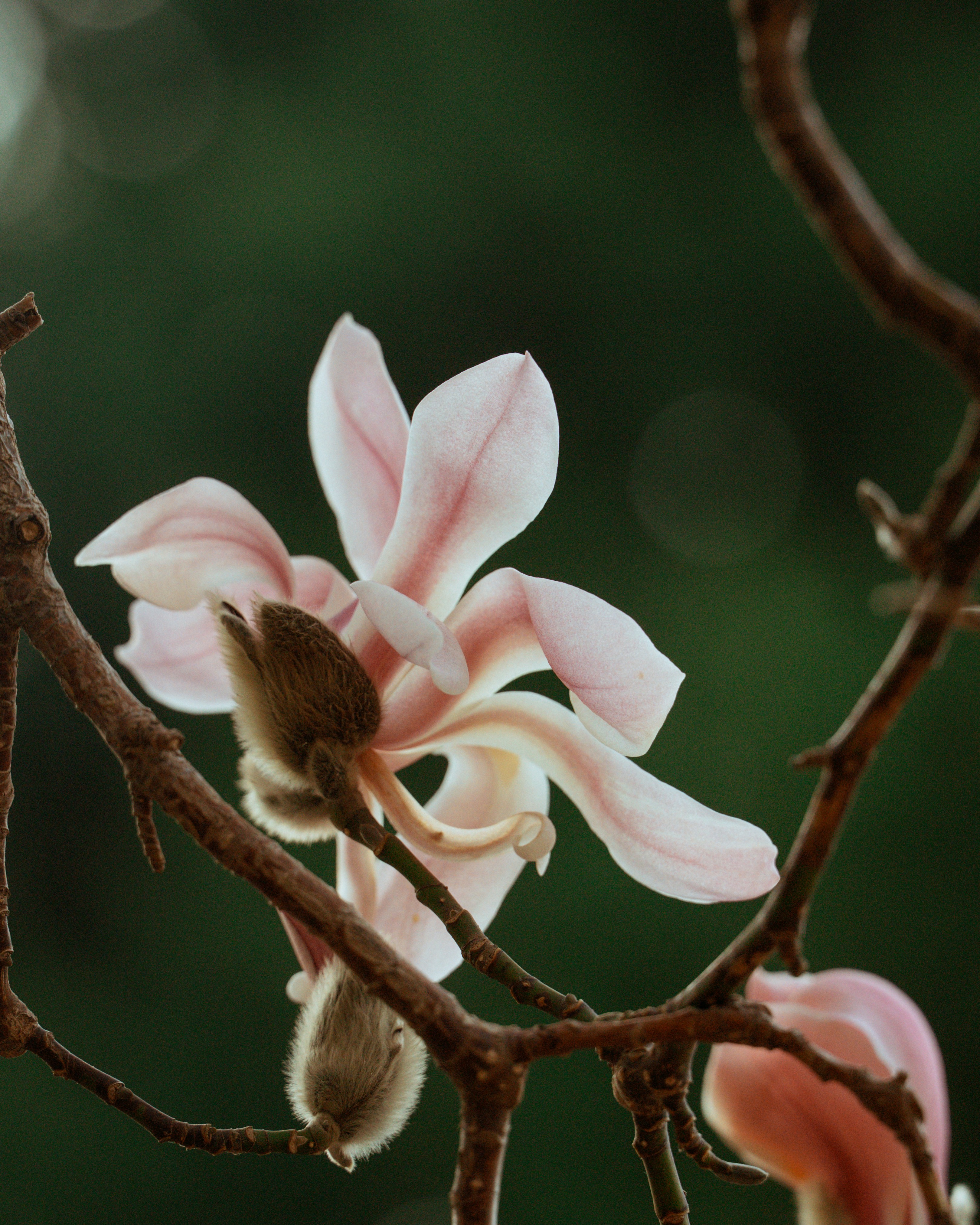 Soft-pink Magnolia Bloom Framed by Twisted Branches
