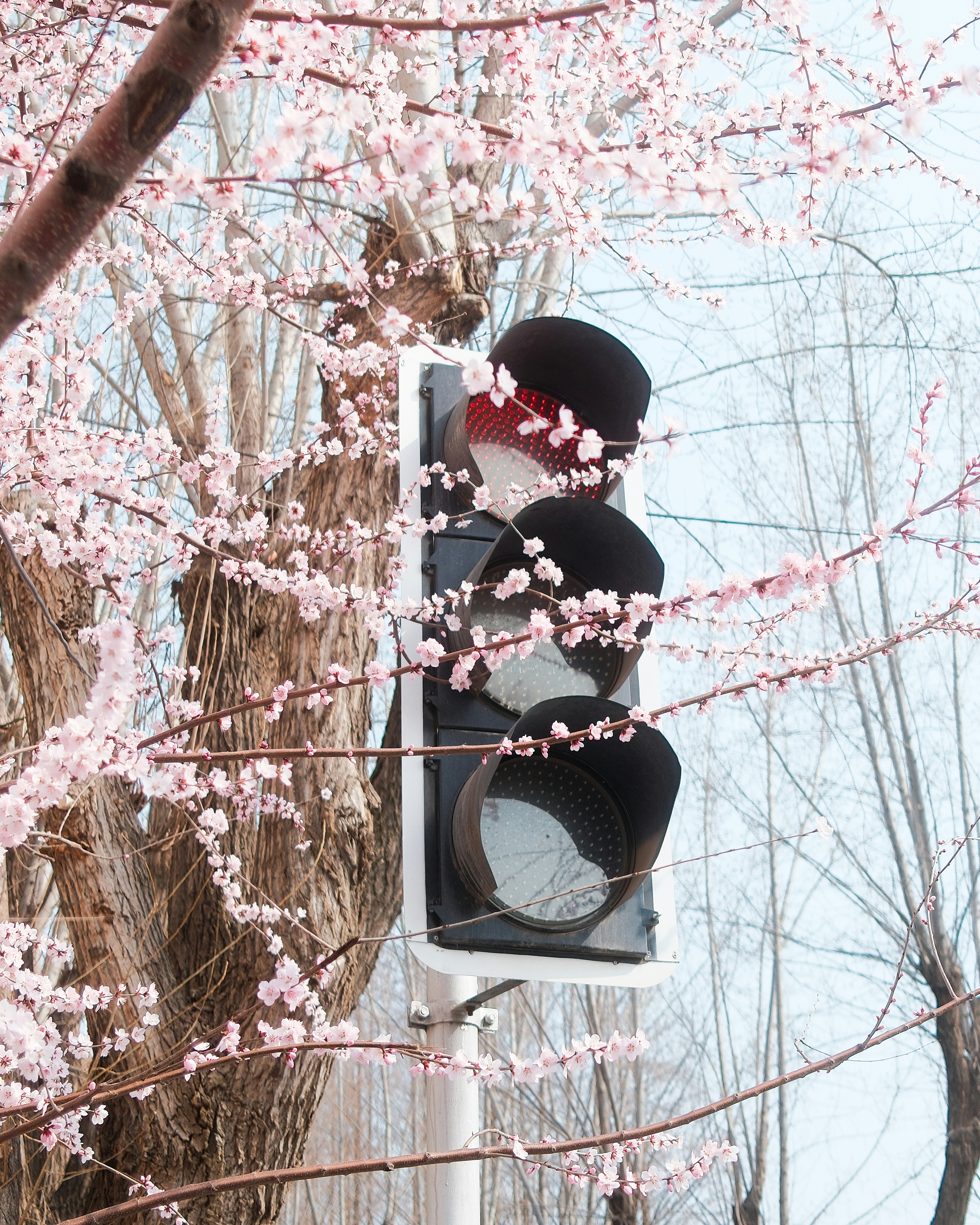 Blossoms and Signal: A Quiet Spring Stoplight Framed by Pink Petals