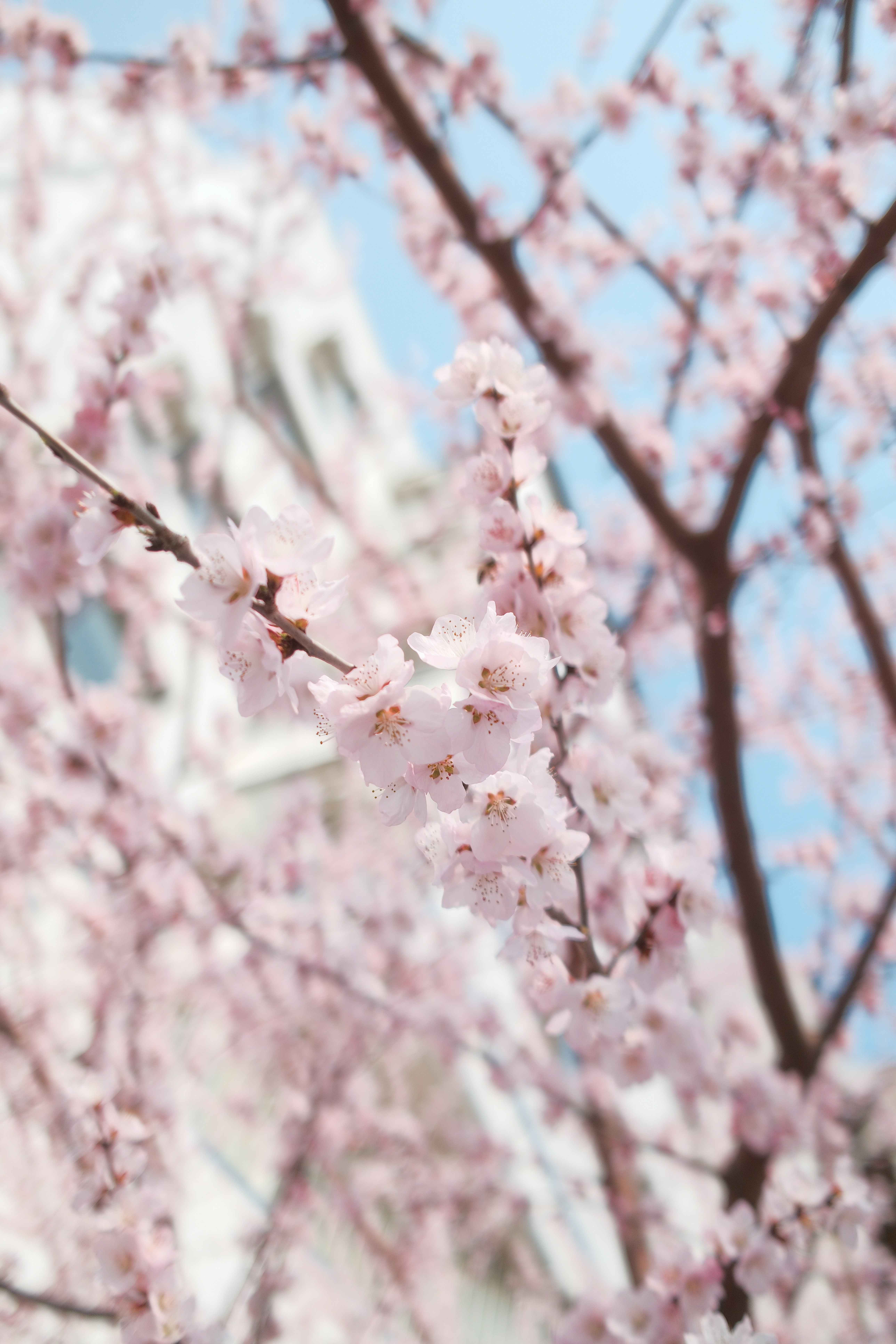 Cherry Bloom in Soft Focus: A Springtime Portrait of Delicate Blossoms Against a Clear Sky