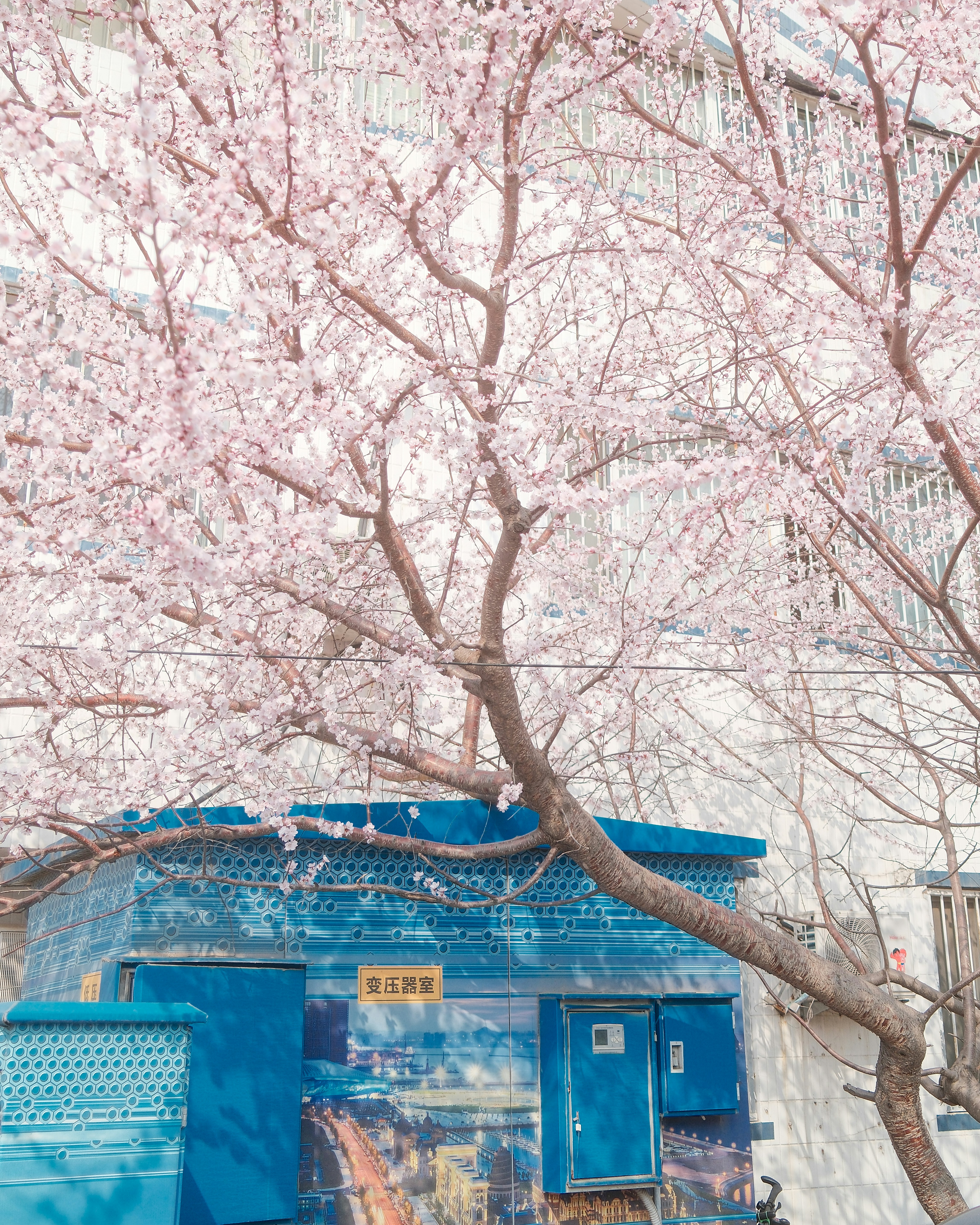 Blossoms Over Blue: A Quiet Street Beneath the Pale Pink Canopy