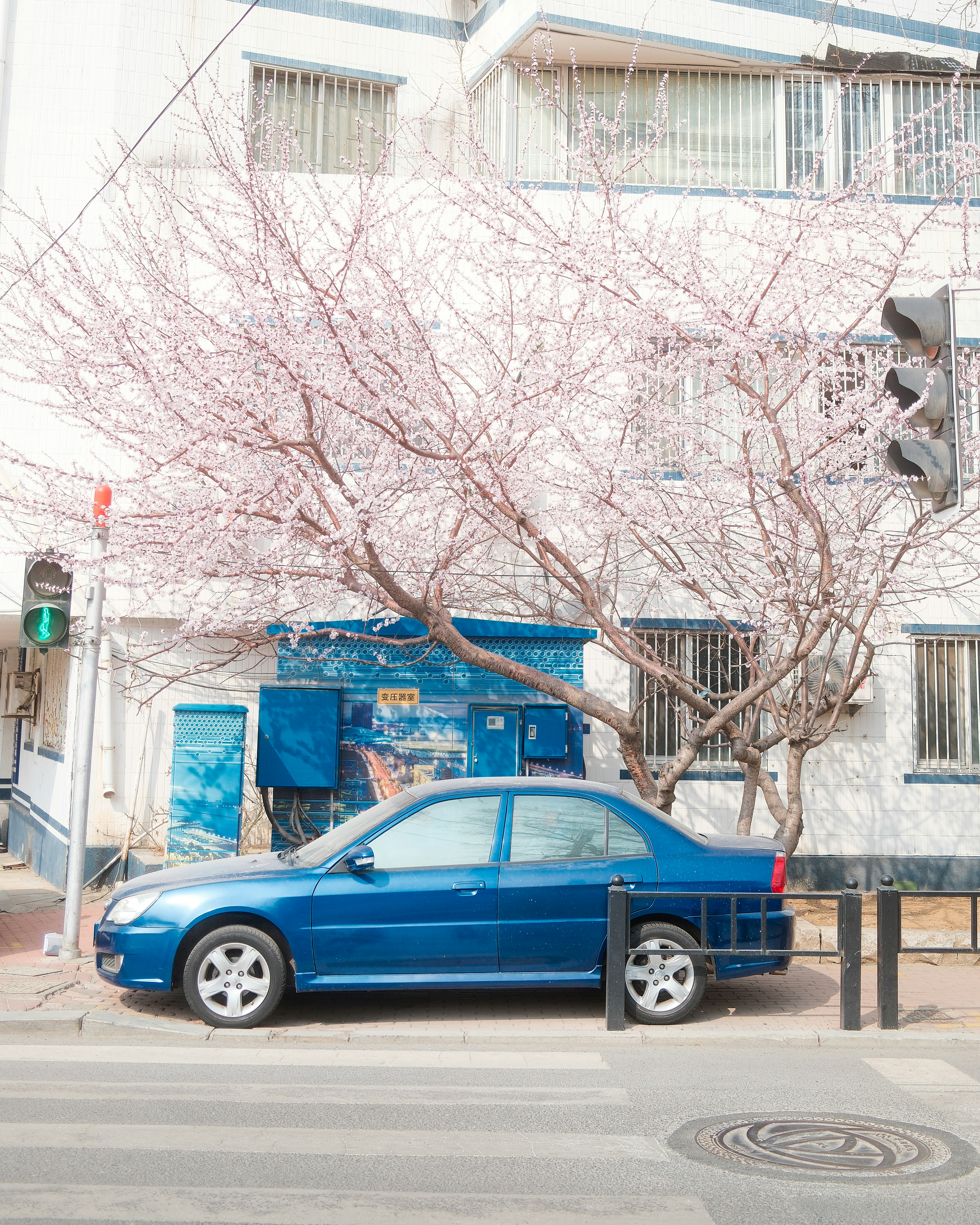 Blue sedan under cherry blossoms on a sunlit city street